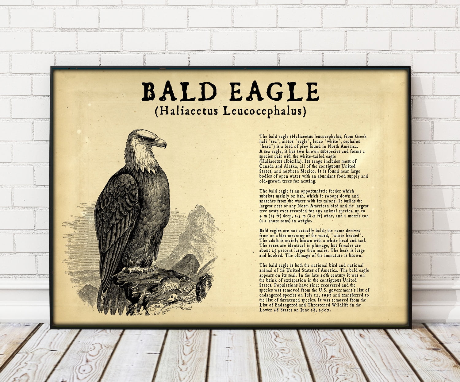 POSTER Bald Eagle Poster, Bald Eagle print animal print animal lover ...
