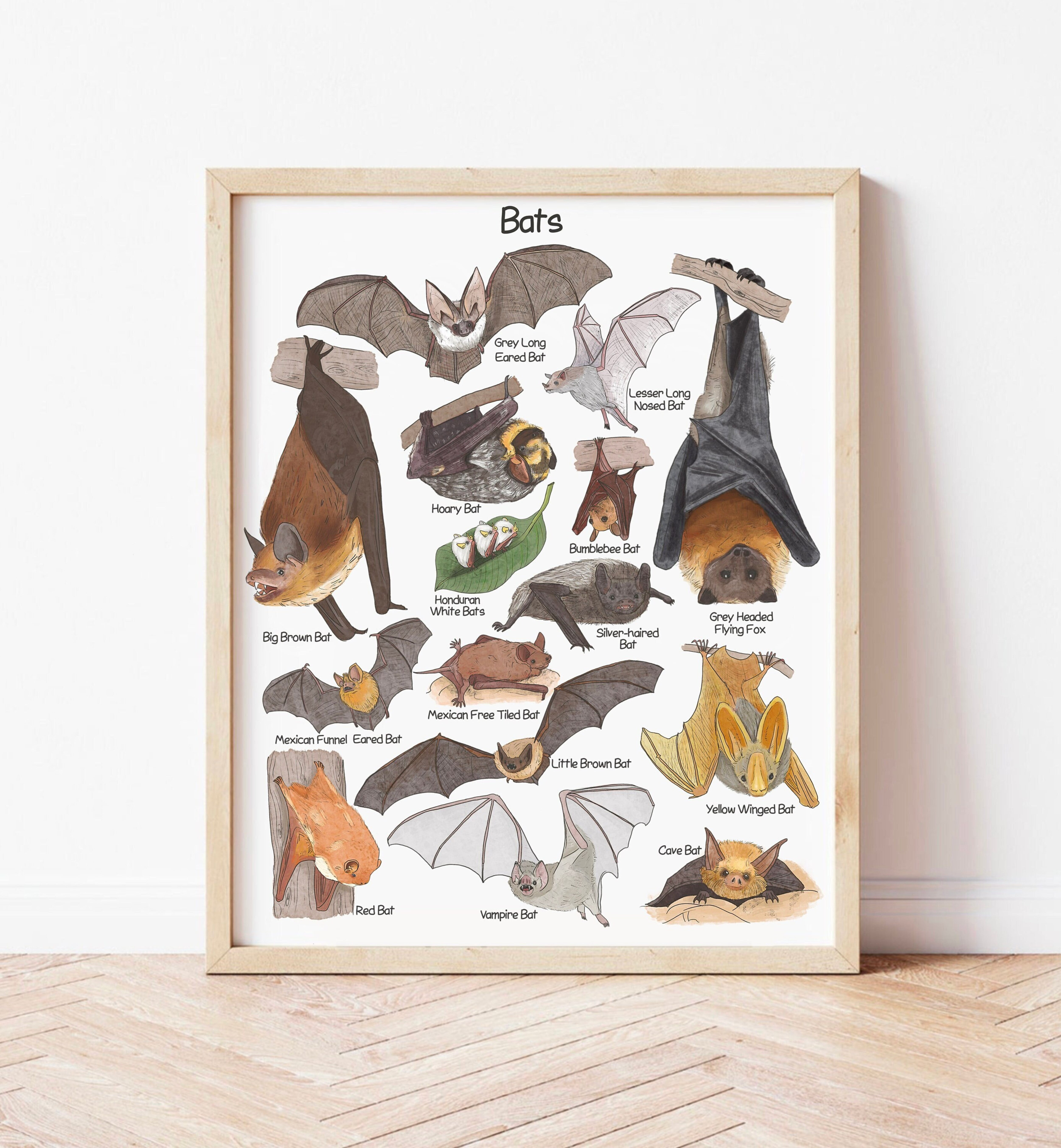 POSTER Bats Poster Homeschool Educational Posters Bad Print Charlotte ...