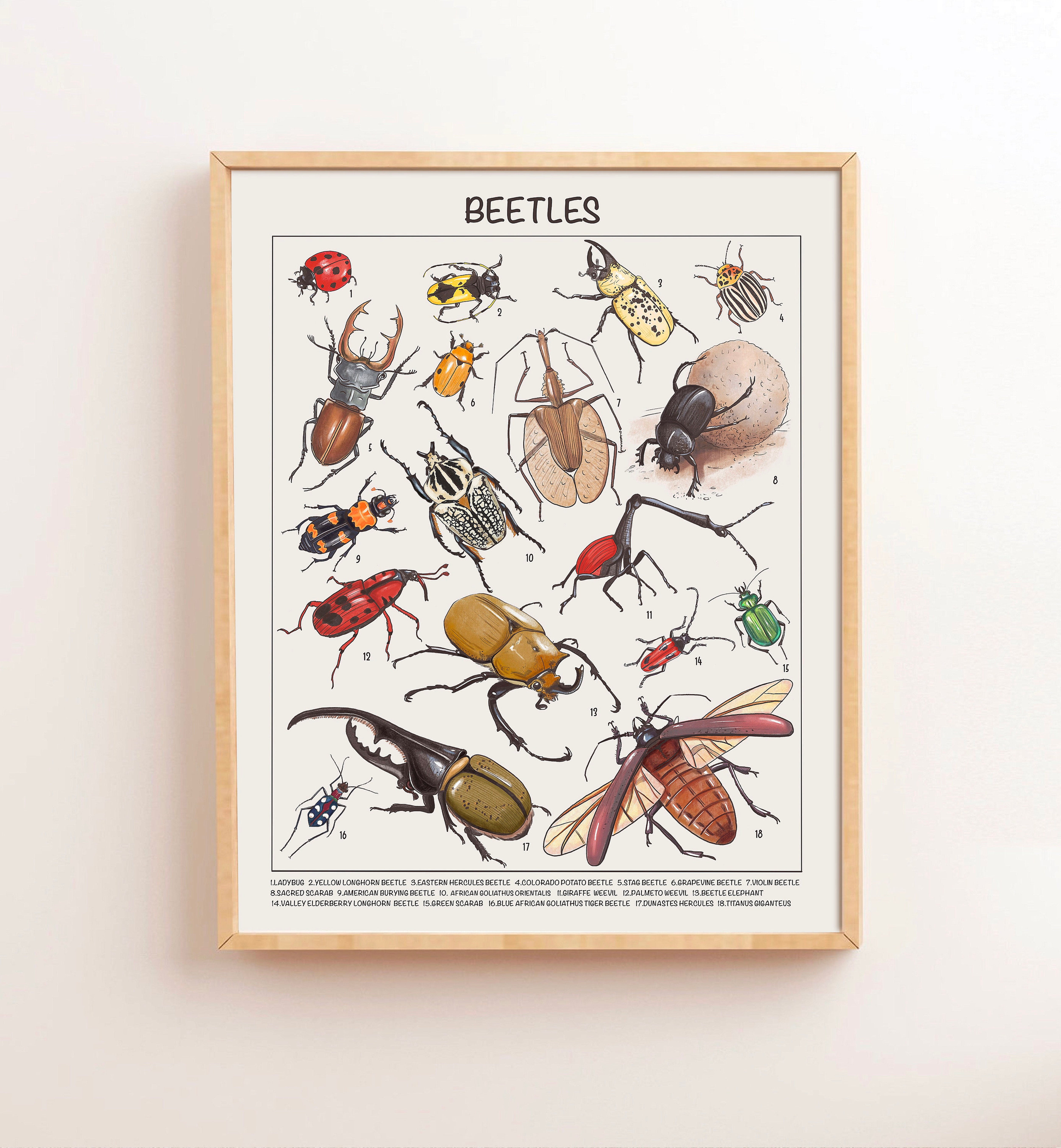 POSTER Beetle Educational Posters Homeschool Prints Preschool ...