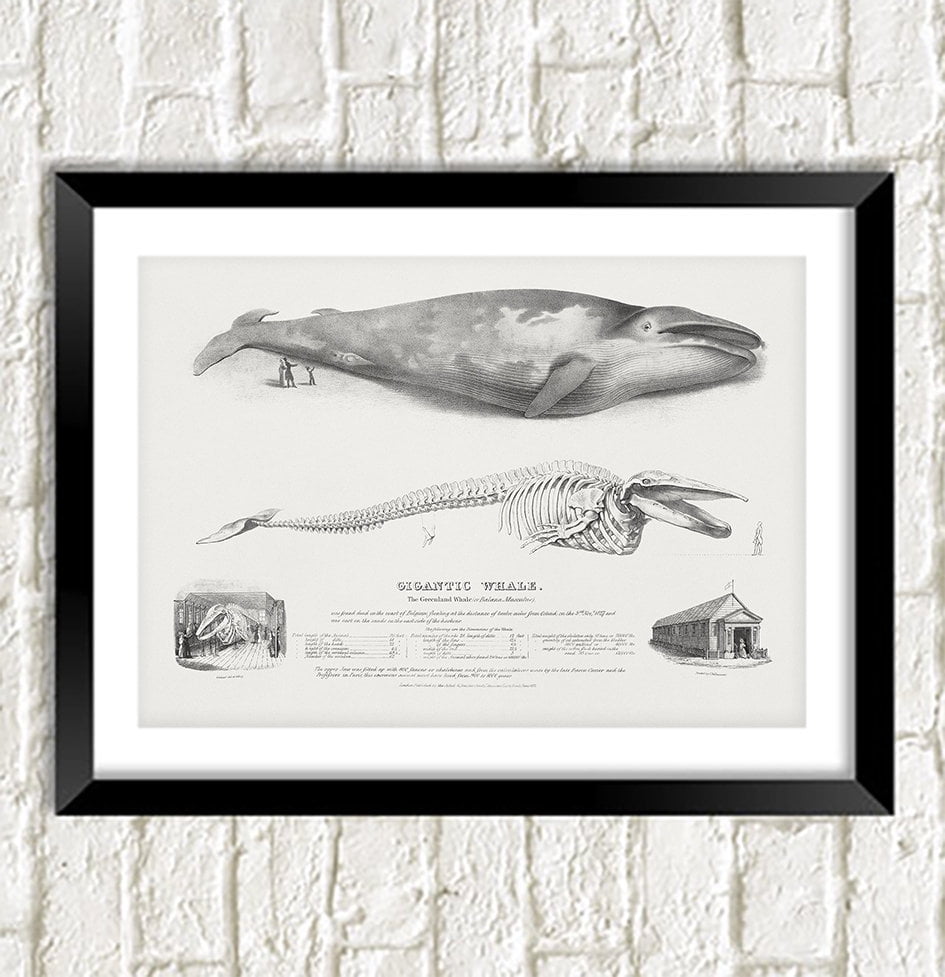 POSTER Blue Whale Print: Vintage Gigantic Whale Art Illustration ...