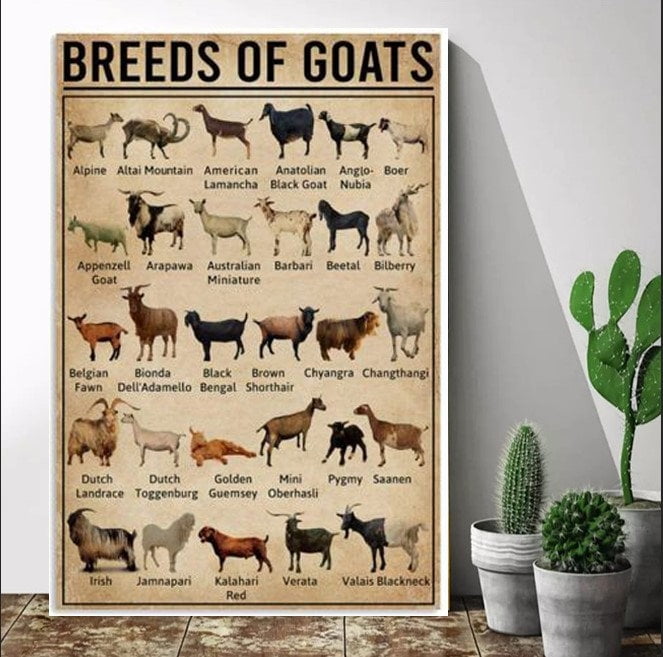 POSTER Breeds Of Goat Knowledge Poster, Wall Art, Home Decor, Poster ...