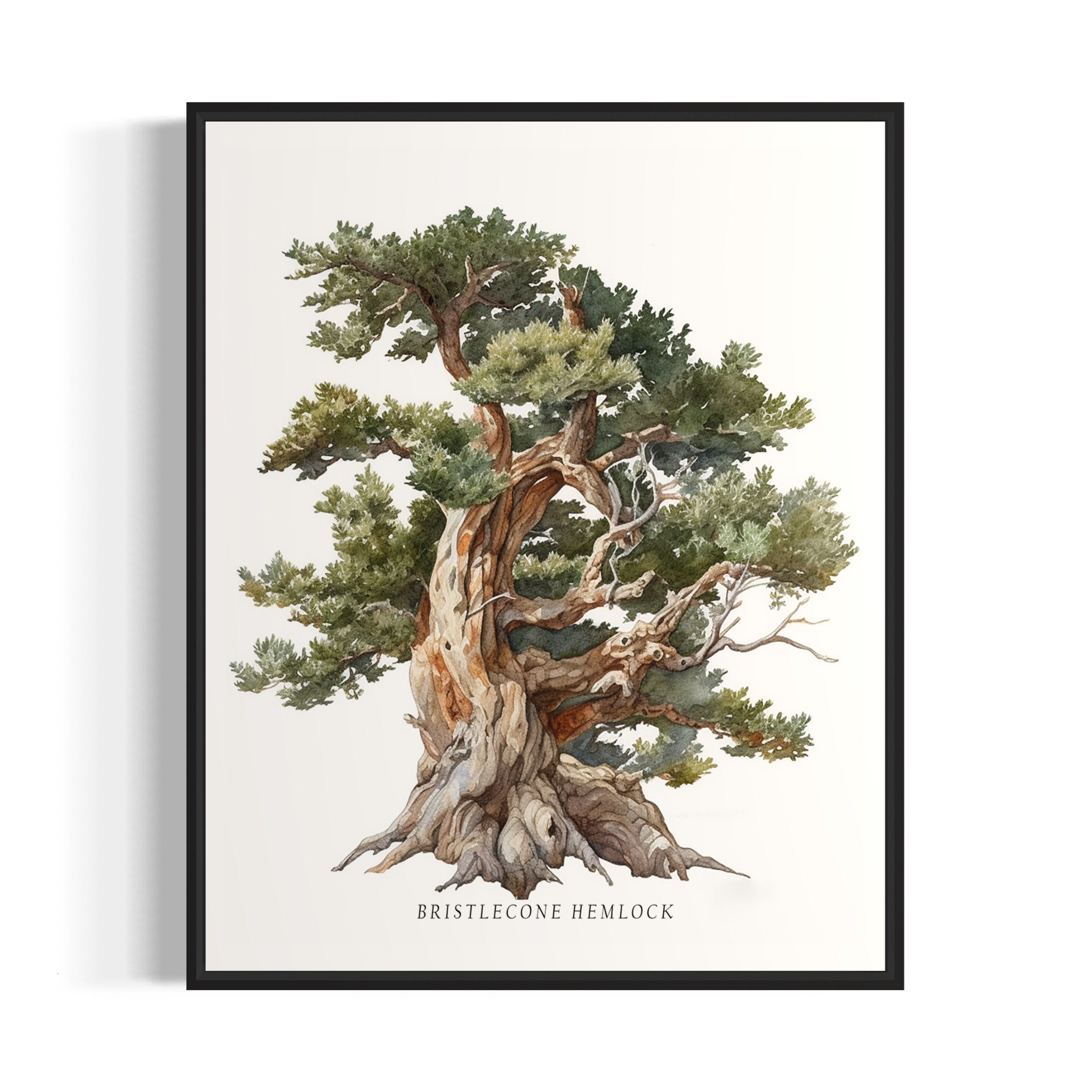 POSTER Bristlecone Hemlock Tree Art Print, Bristlecone Hemlock Tree ...