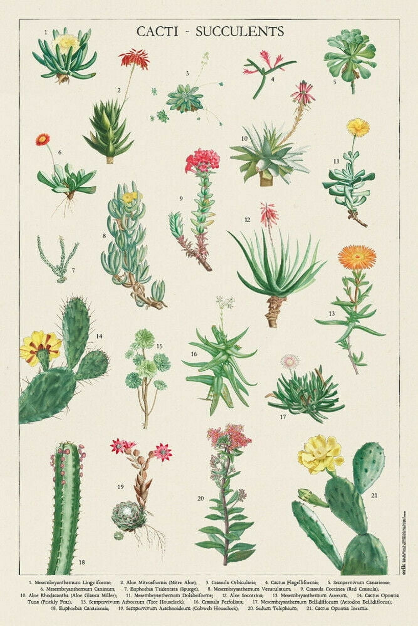 POSTER CACTI & SUCCULENTS - CHART POSTER - - CACTUS ART 4155-24x36 ...