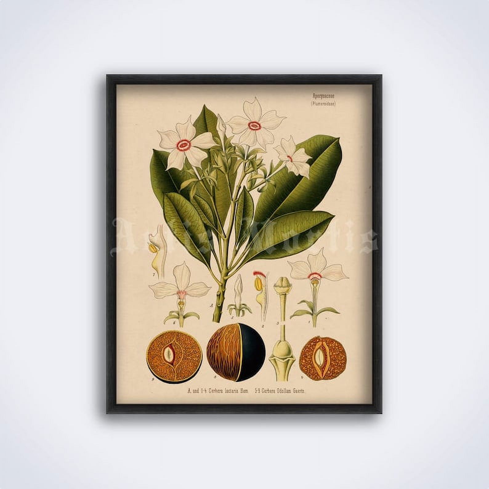 Poster Cerbera - poisonous tree, poison plant, witchcraft, occult ...