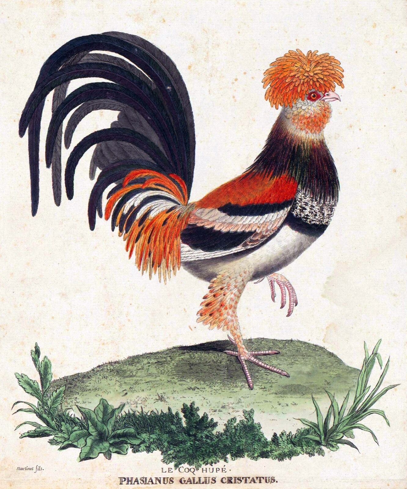POSTER Chicken Hen Rooster Le Coq Hupe POSTER.Home Room Science School ...