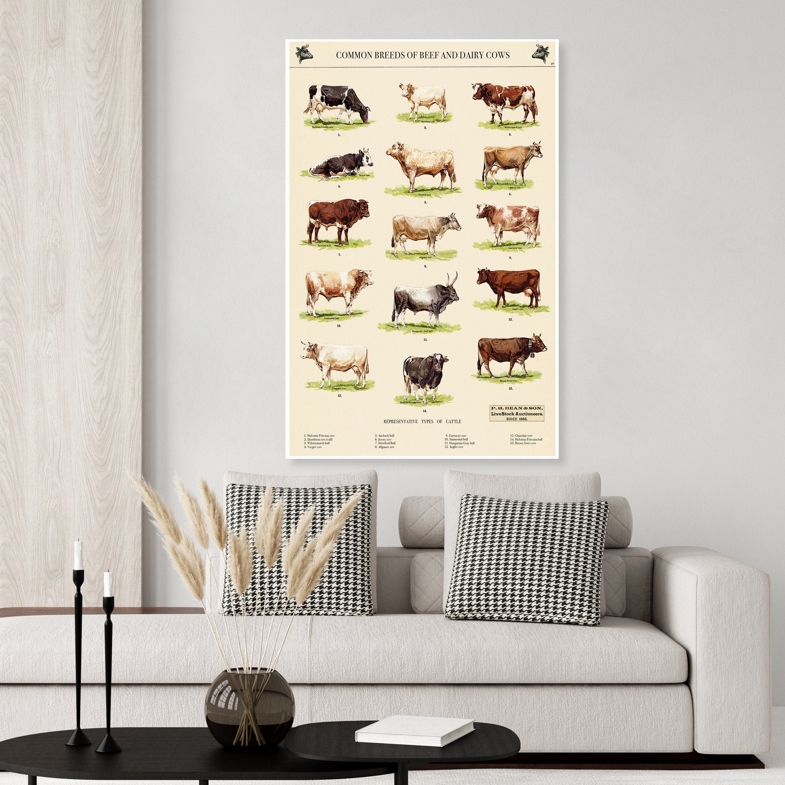 POSTER Common Breeds of Beef and Dairy Cows Chart Vintage Poster ...