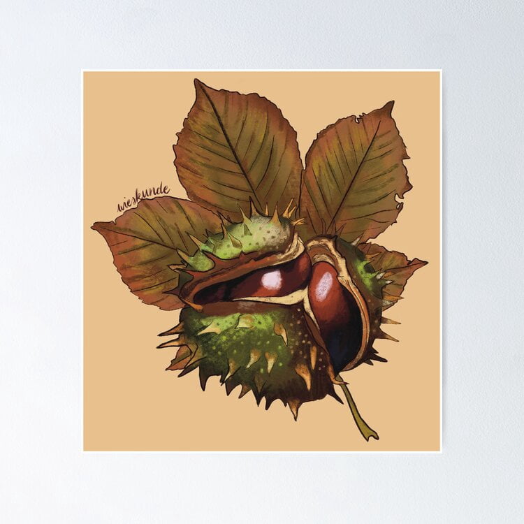 Poster Conker chestnut leaves botanical illustration oil pastels ...