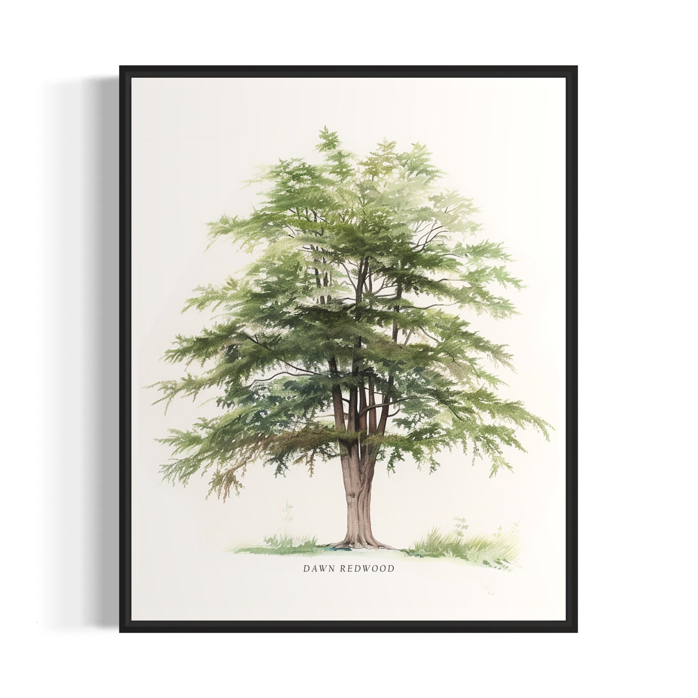 POSTER Dawn Redwood Tree Art Print, Dawn Redwood Tree Wall Art Poster ...