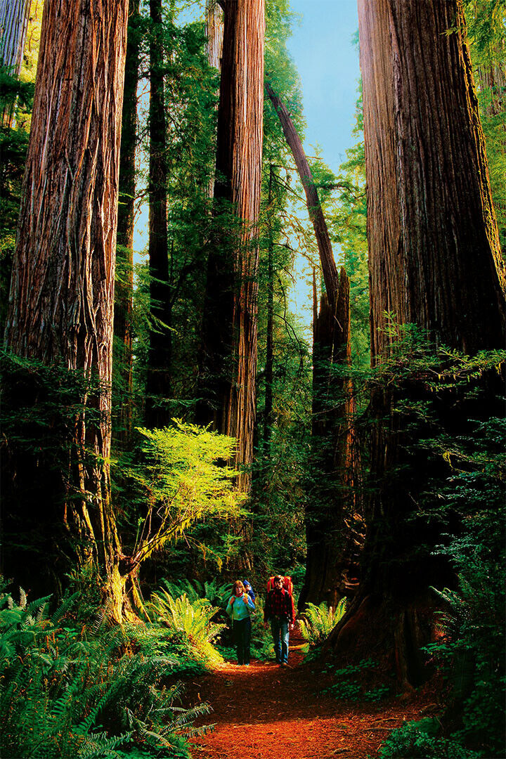 POSTER Detail Of Redwood Bark Forest Landscape Print Wall Art Home ...