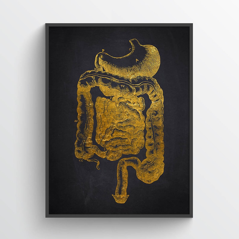 POSTER Digestive Tract Anatomy Print, Intestine, Stomach Art, Medical ...