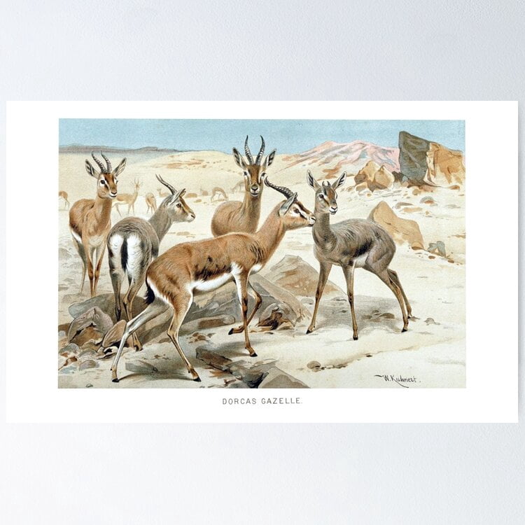 POSTER Dorcas Gazelle POSTER UNFRAMED, 8x12 - Walmart.com