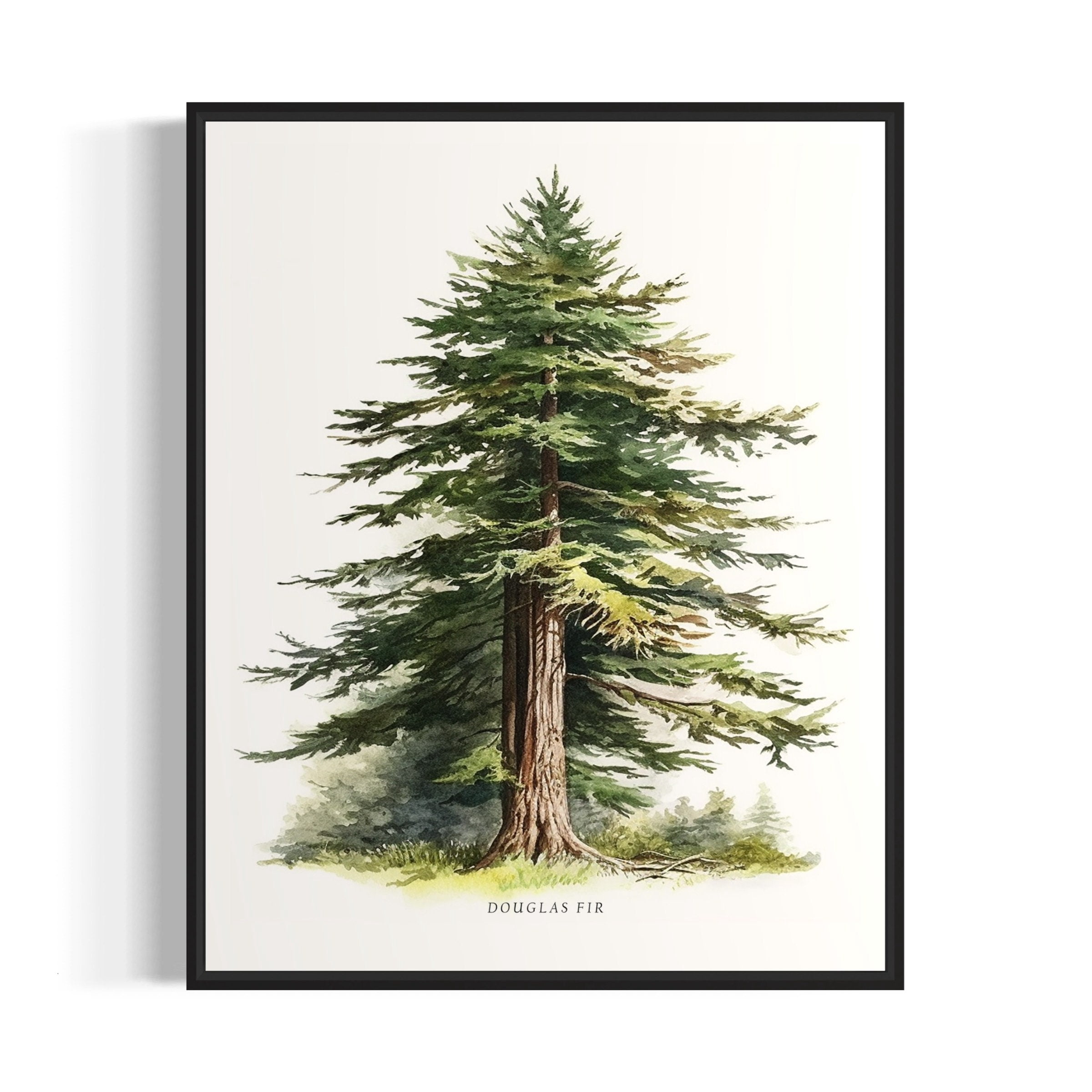 Poster Douglas Fir Tree Art Print, Douglas Fir Tree Wall Art Poster ...