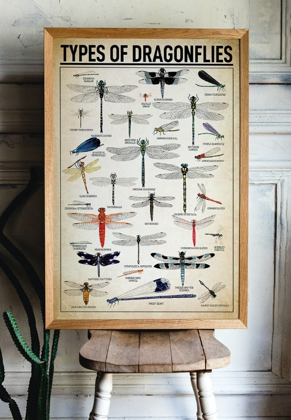 POSTER Dragonfly Poster, Types Of Dragonflies Poster, Knowledge Poster ...