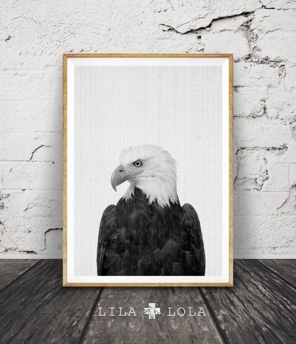 POSTER Eagle Print, Hawk Photography, Bird of Prey, Animal Wall Art ...