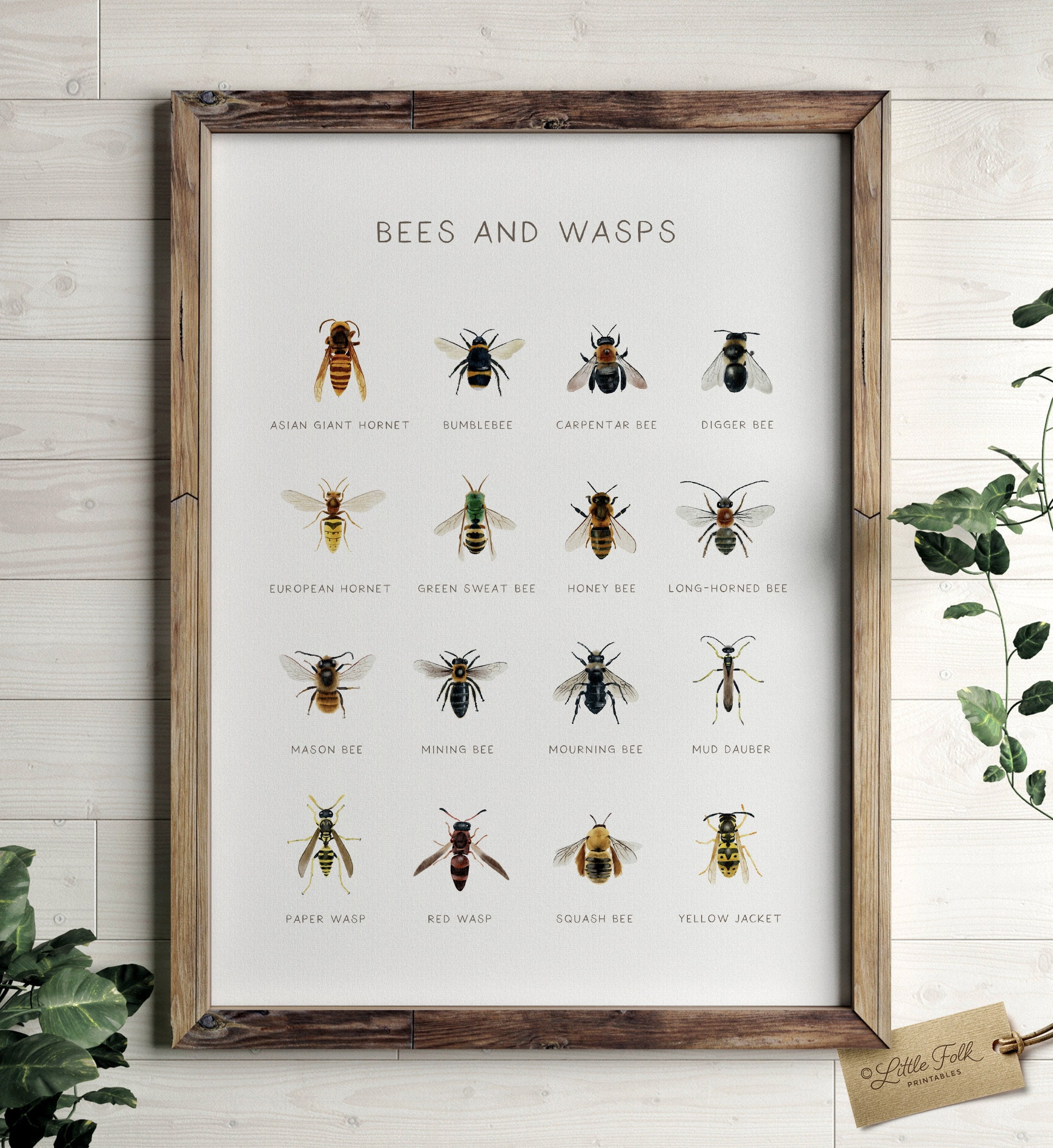 POSTER Educational Bugs Poster, Bees and Wasps Print, Wall Art ...