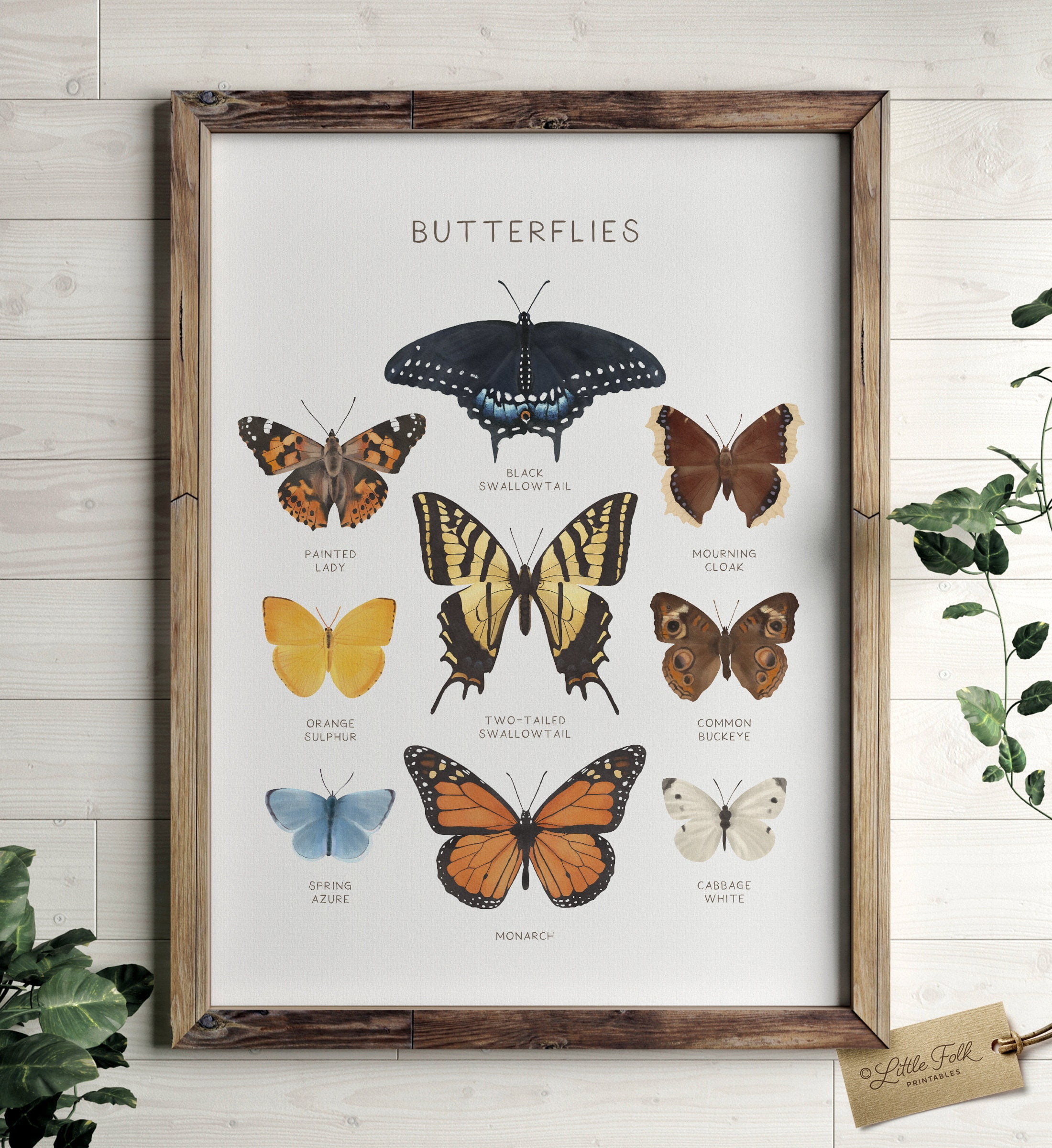 POSTER Educational Butterfly Poster, Butterfly Chart, Wall Art ...