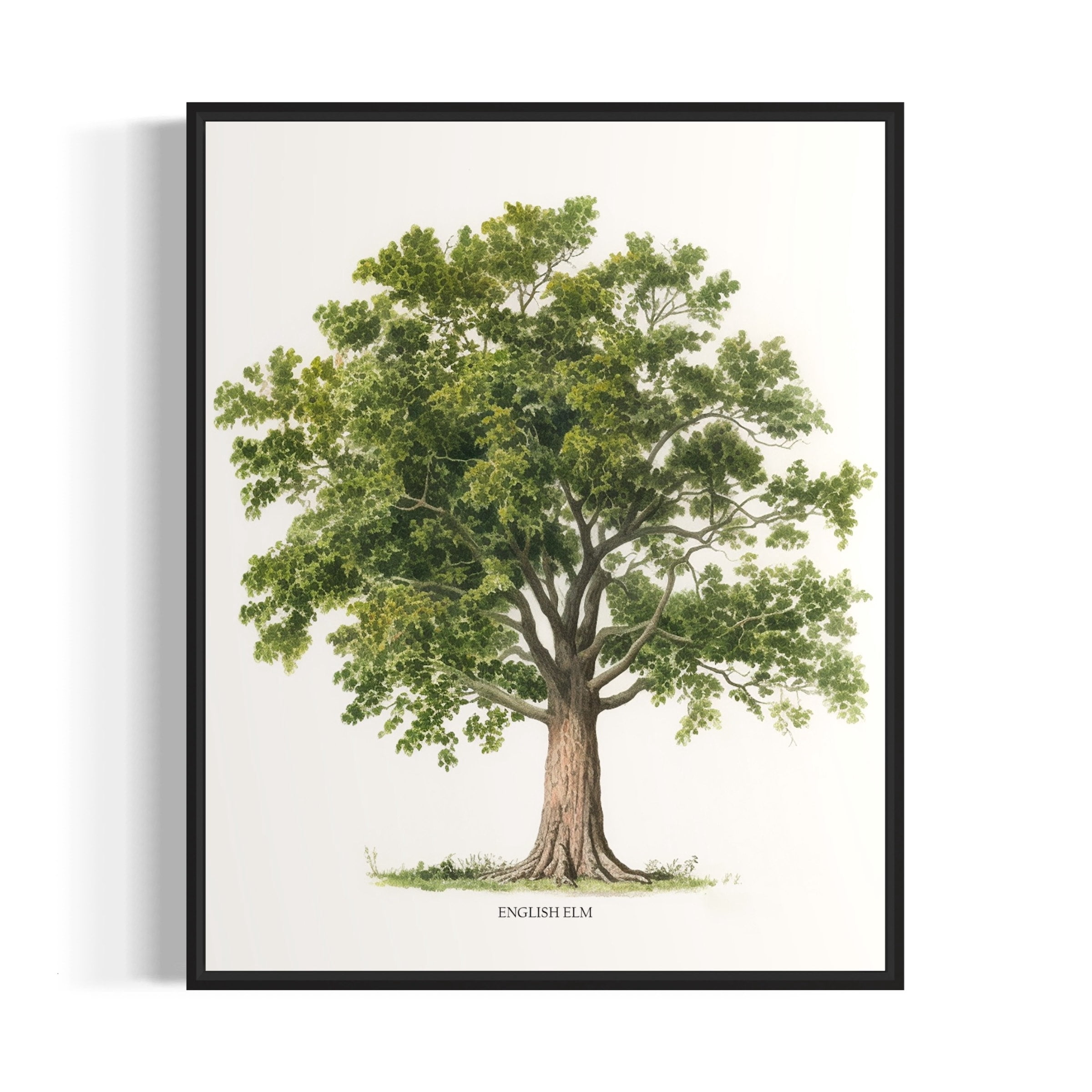 POSTER English Elm Tree Art Print, English Elm Tree Wall Art Poster ...