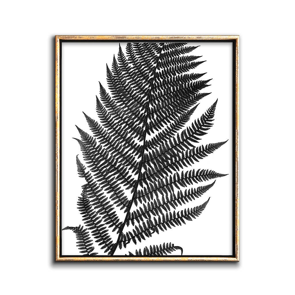 POSTER Fern Leaf Botanical Poster - Black and White Botanical Prints ...