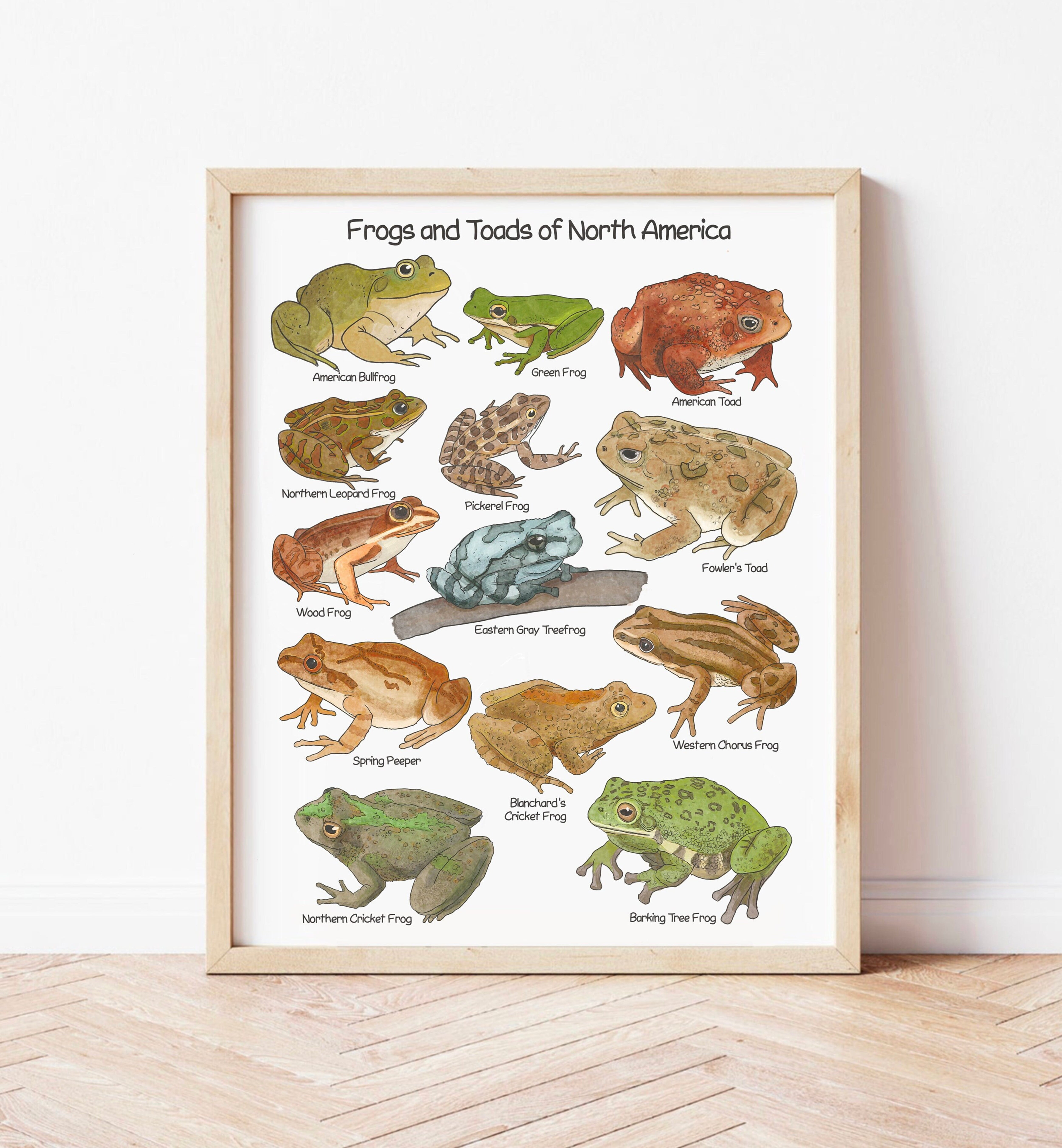 POSTER Frogs and Toads of North America Educational Poster Charlotte ...
