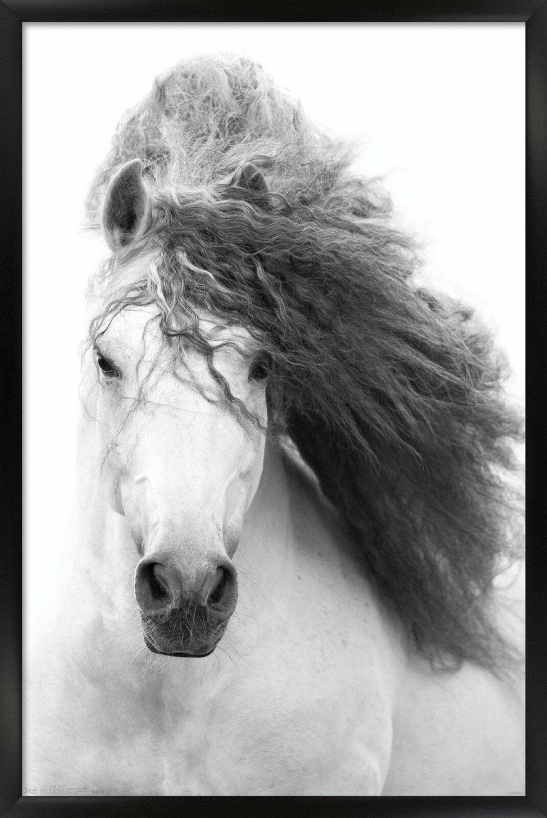 POSTER Grayscale Horse Poster-24x36-UNFRAMED - Walmart.com