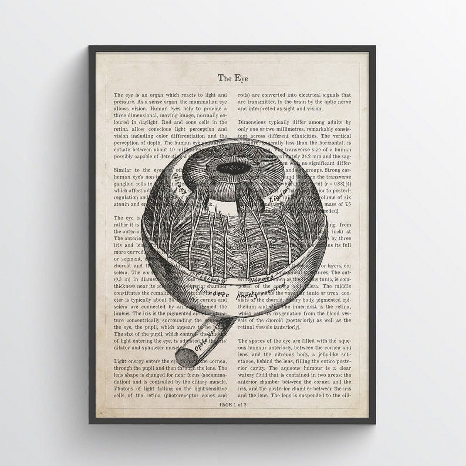 POSTER Human Eye Anatomy Print, Optometry, Optometrist, Ophthalmologist ...