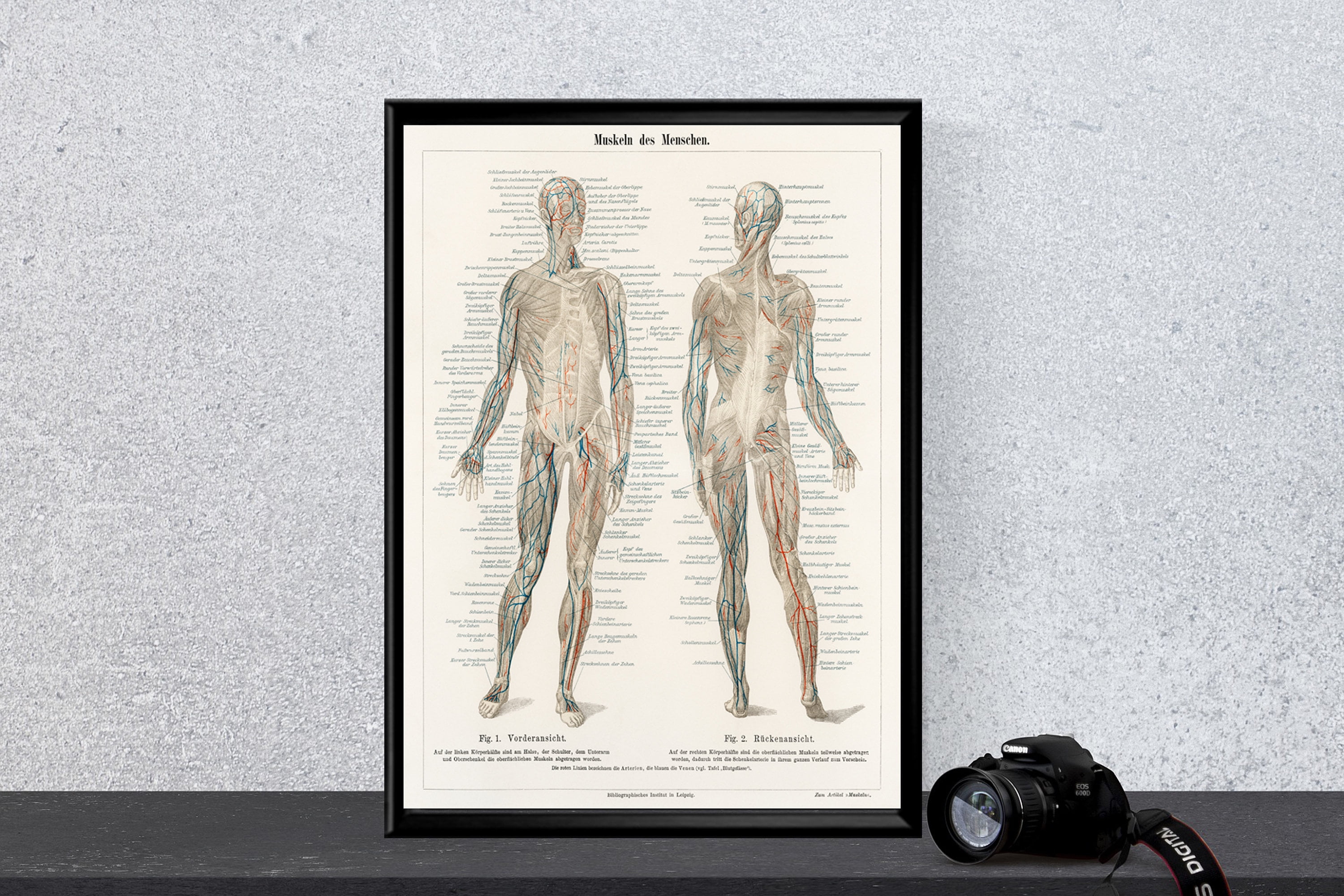 POSTER Human Muscles Anatomy Poster, Vintage Medical Illustration Print ...