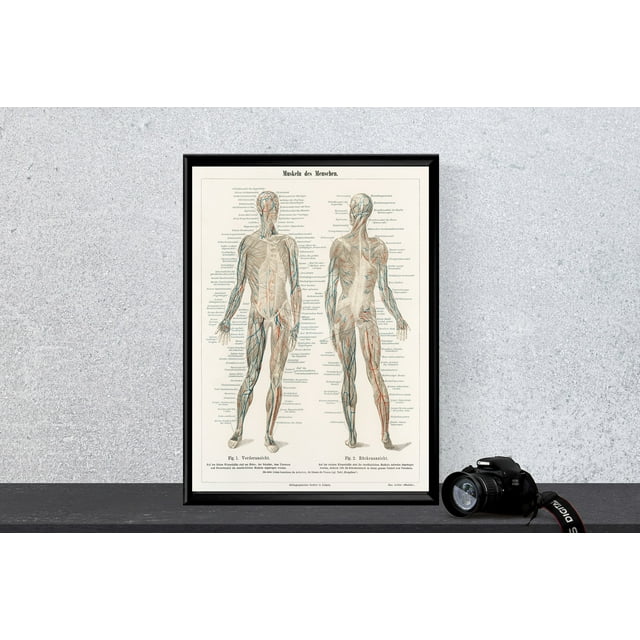 POSTER Human Muscles Anatomy Poster, Vintage Medical Illustration Print ...