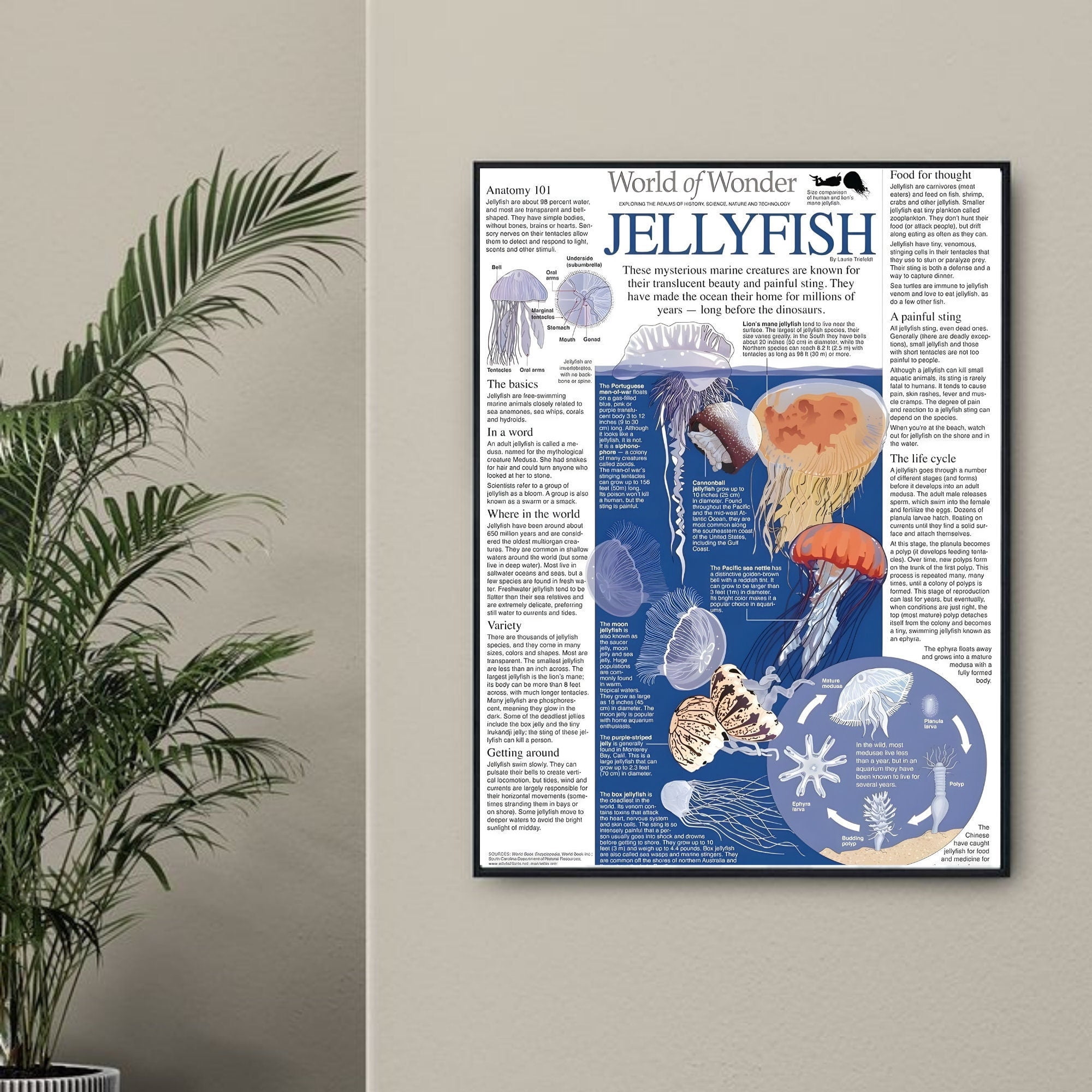 POSTER Jellyfish Wall Art, Jellyfish Poster, Jellyfish Magazine Poster ...