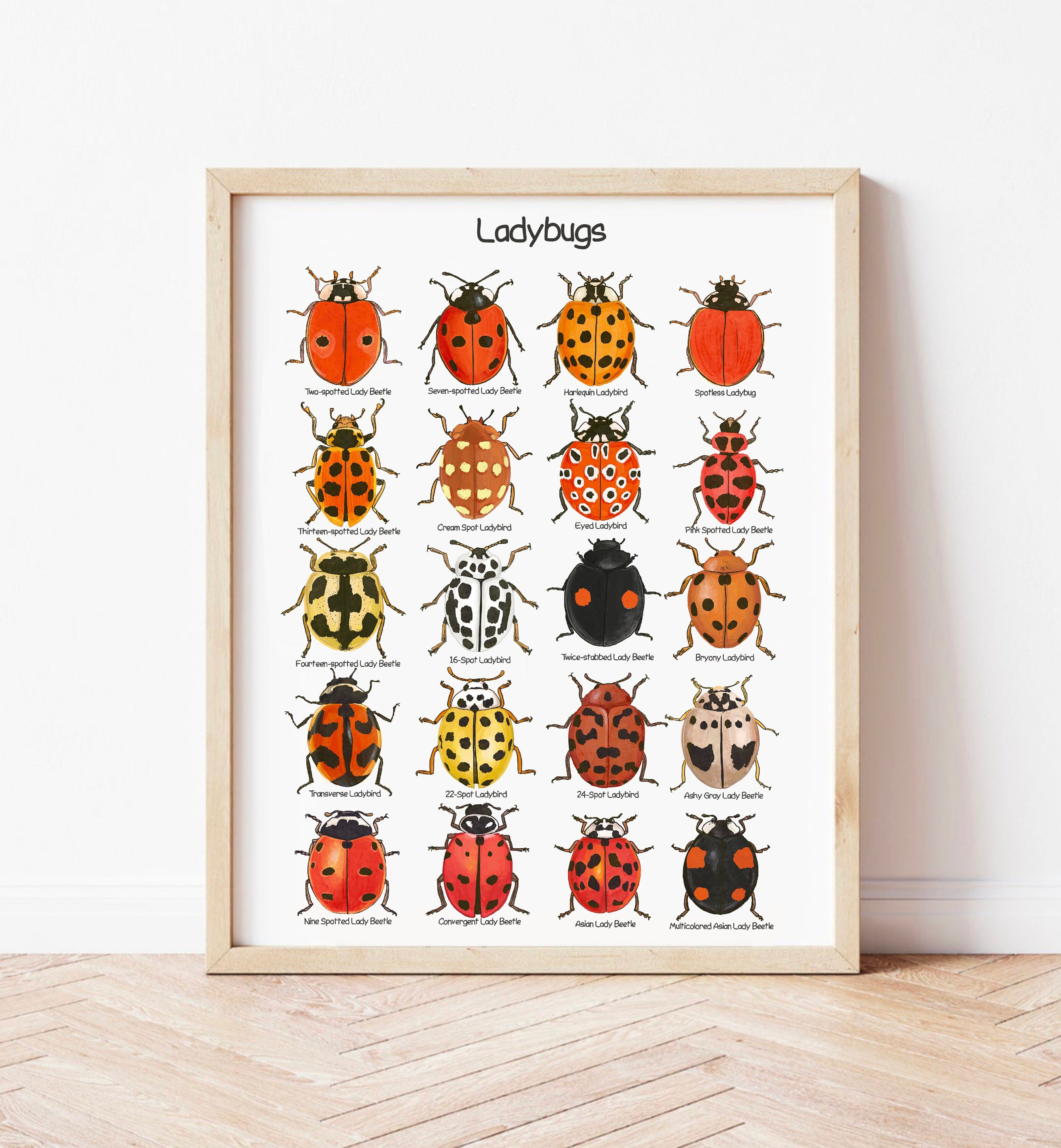 POSTER Ladybugs Poster Educational Wall Art for Kids Lady Beetles ...