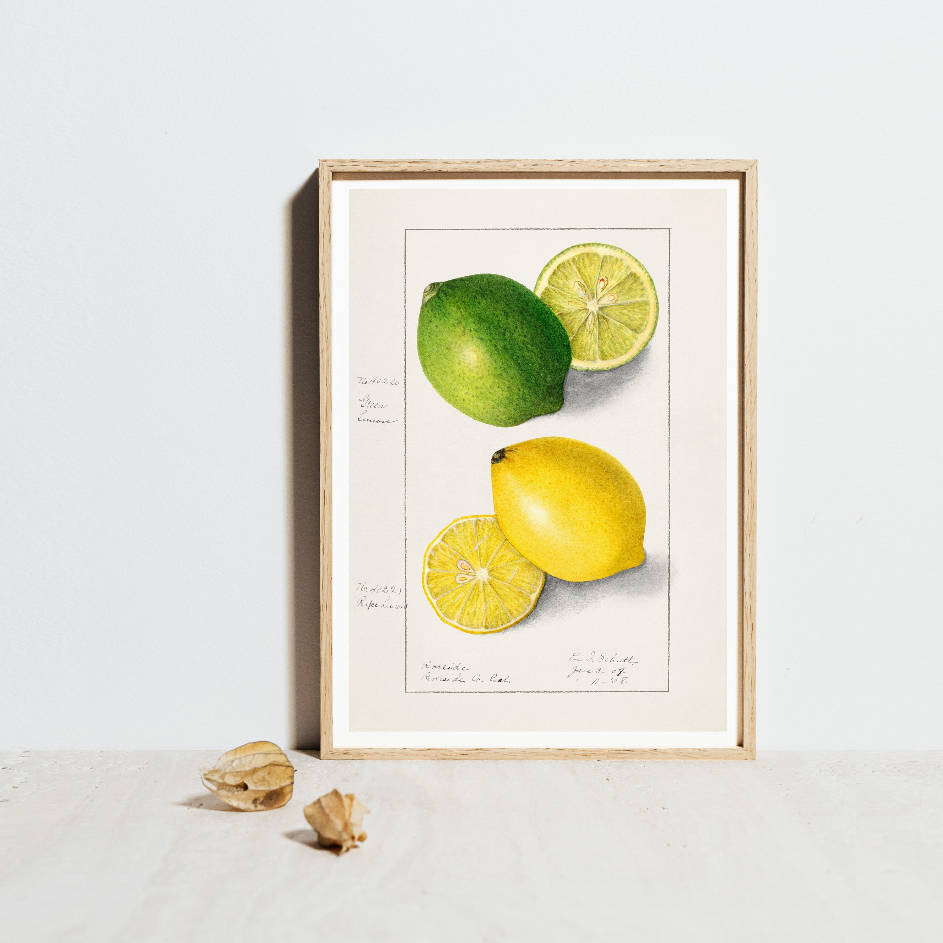 Poster Lemons (Citrus Limon) by Ellen Schutt, Vintage Fruit Poster ...