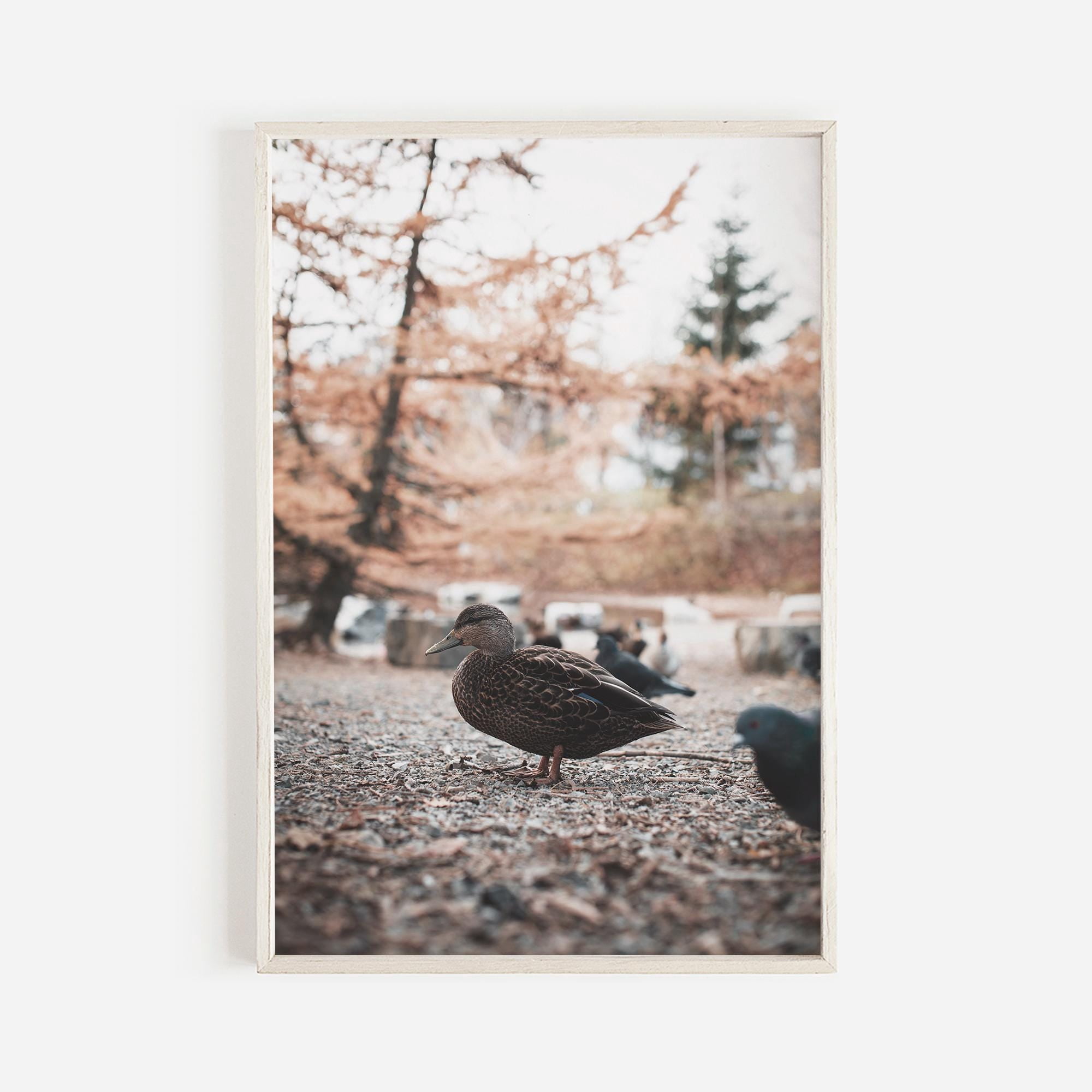 POSTER Mallard Duck In Fall Wall Art, Wildlife Photography, Nature ...