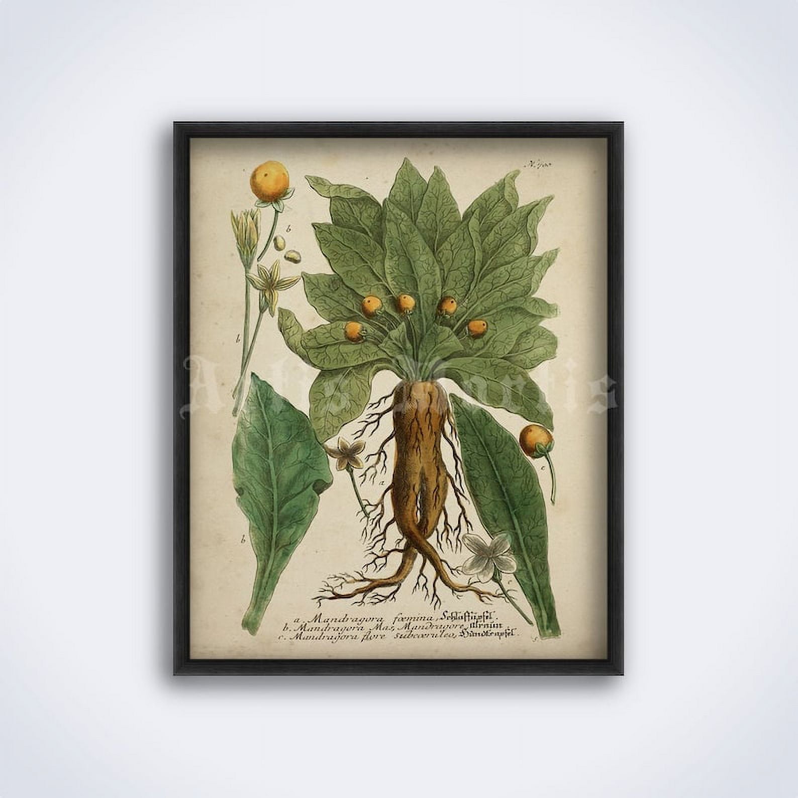 POSTER Mandragora - magical plant, Mandrake, witchcraft, wicca, occult ...