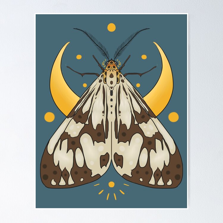 POSTER Marbled White Moth POSTER UNFRAMED, 8x12 - Walmart.com