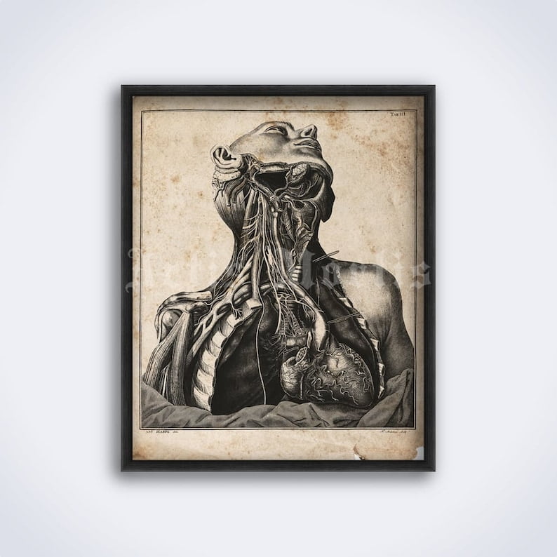 POSTER Neurology, human body dissection, anatomy - vintage medical art ...