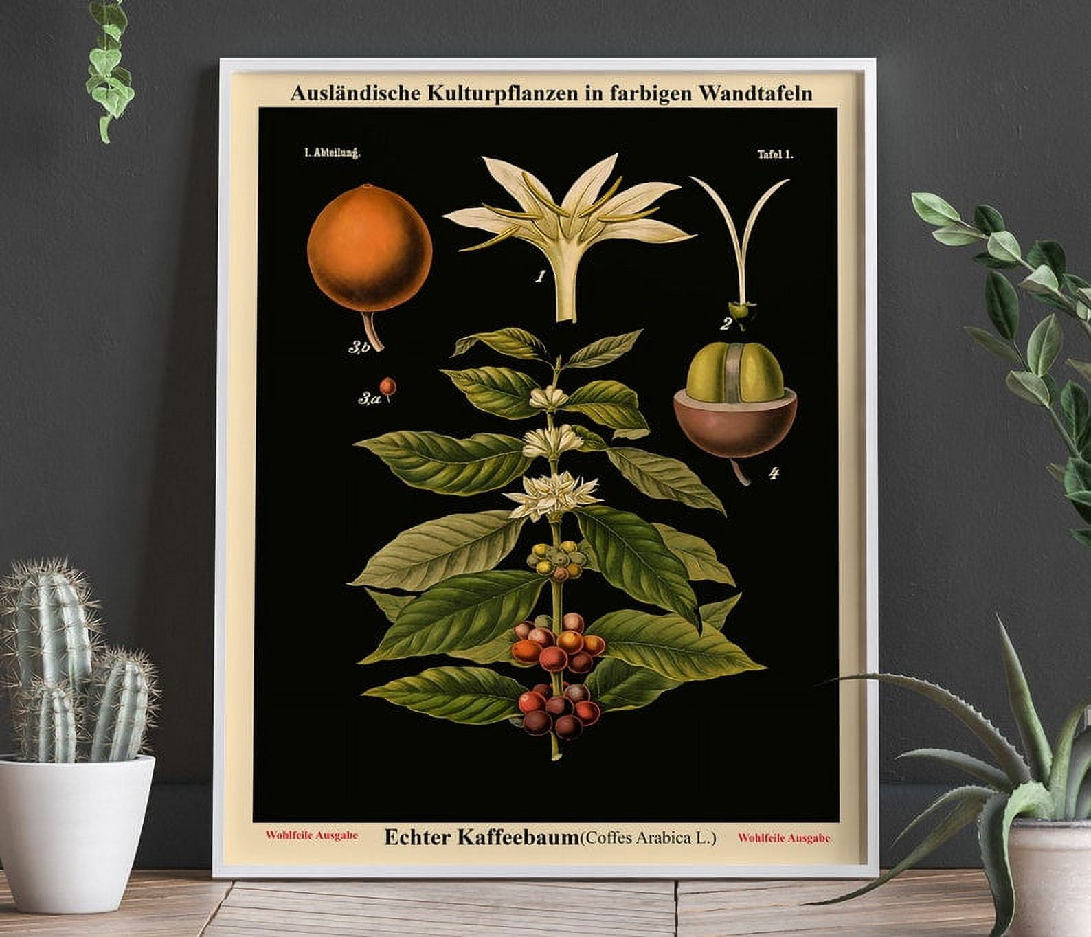 POSTER Old Educational Chart German Botanical Chart School Chart Black ...