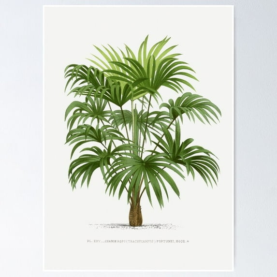 POSTER Palm Tree Illustration - Chamaerops Trachycarpus Fortunei POSTER ...