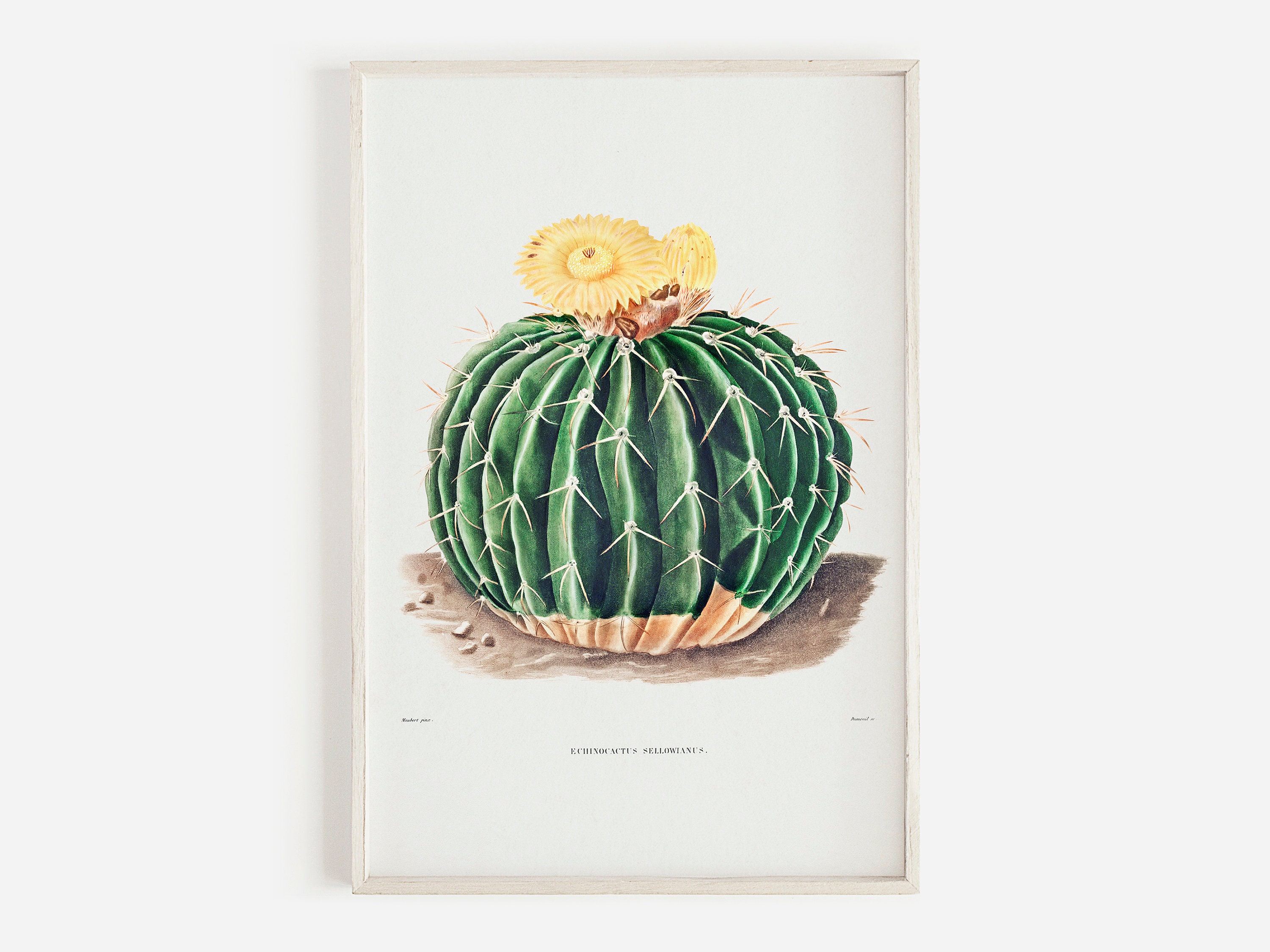 POSTER Parodia Sellowii, Yellow Flower Cactus, Boho Wall Decor, Cacti ...