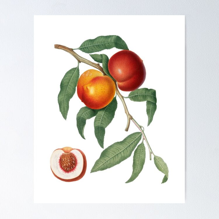 Poster Peach (Prunus Persica) - Unframed Poster | Home Decor | Best Surprise Gift!, 24x36 ...