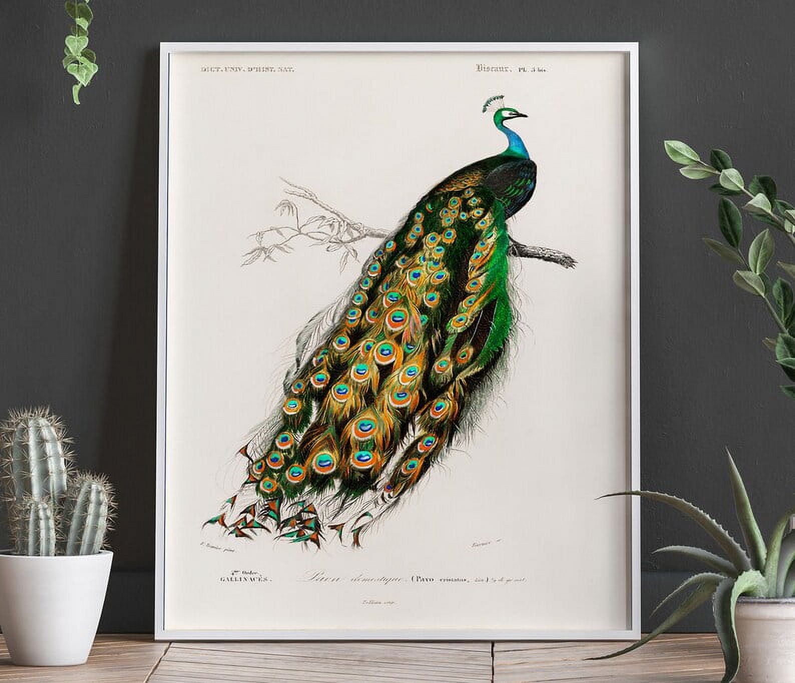 POSTER Peacock Illustration Vintage Peacock Print 1846-UNFRAMED ...