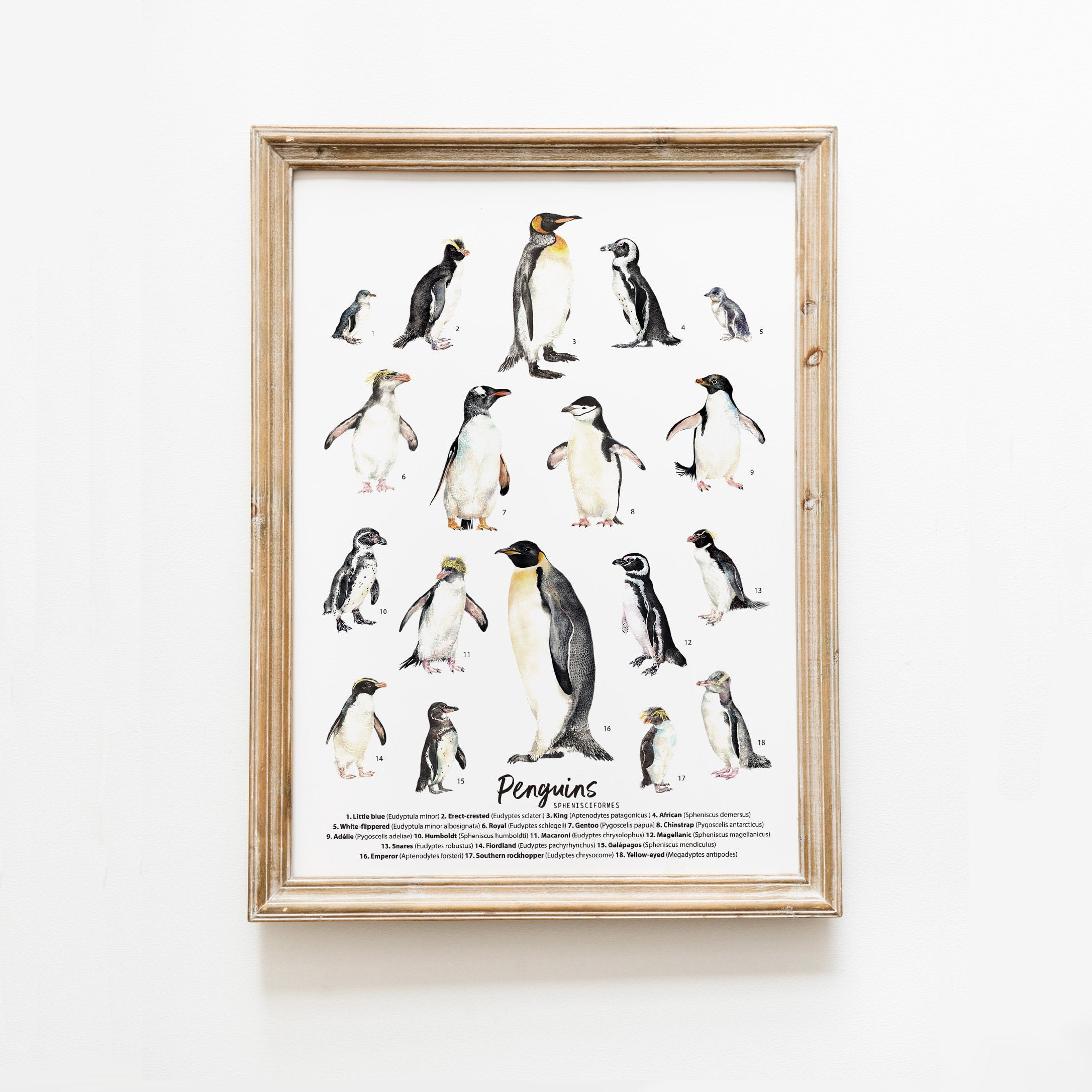 POSTER Penguin species, types art print | Ocean, beach living, nursery ...