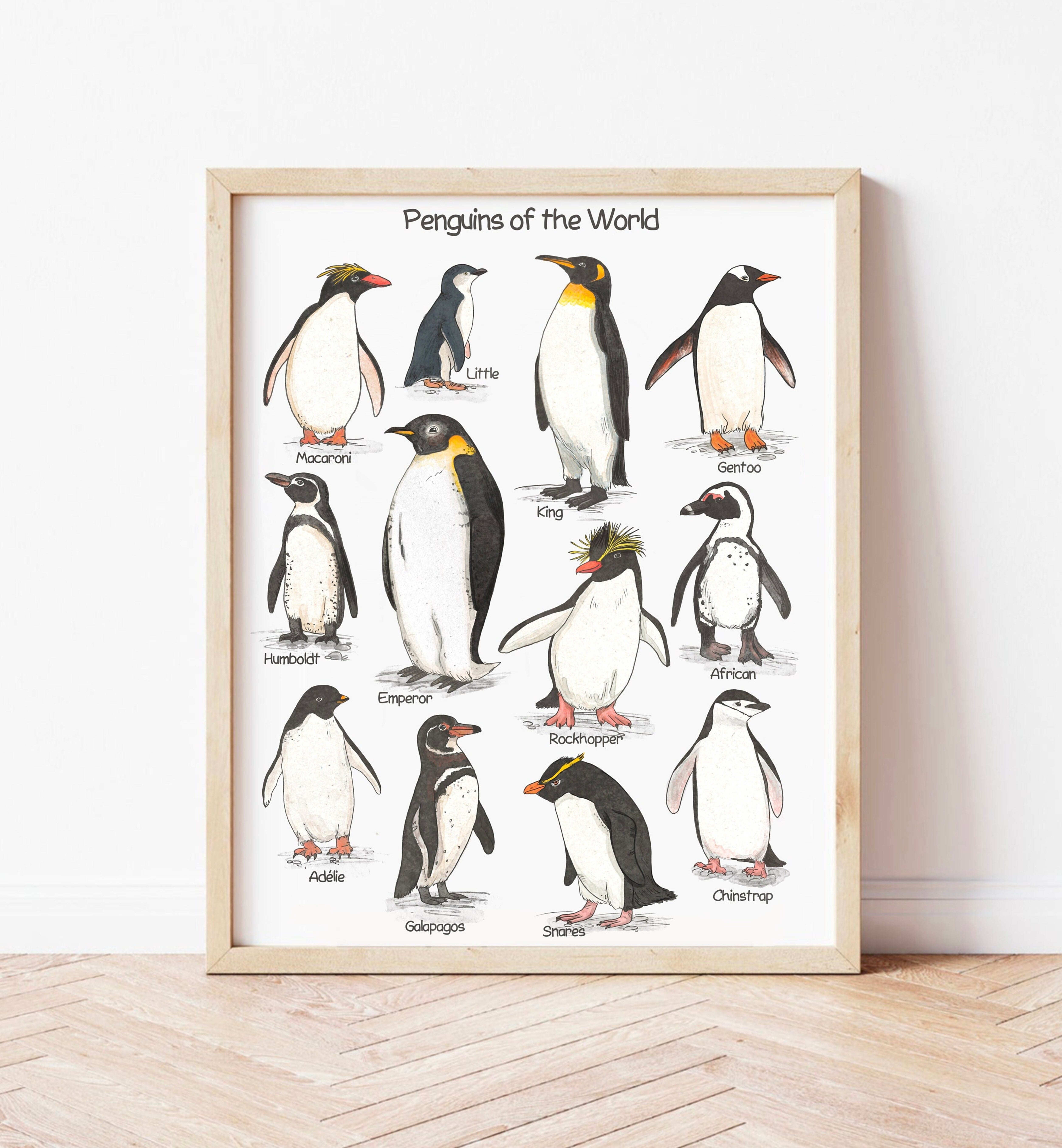 POSTER Penguins of the World Educational Poster Penguin Wall Art Animal ...