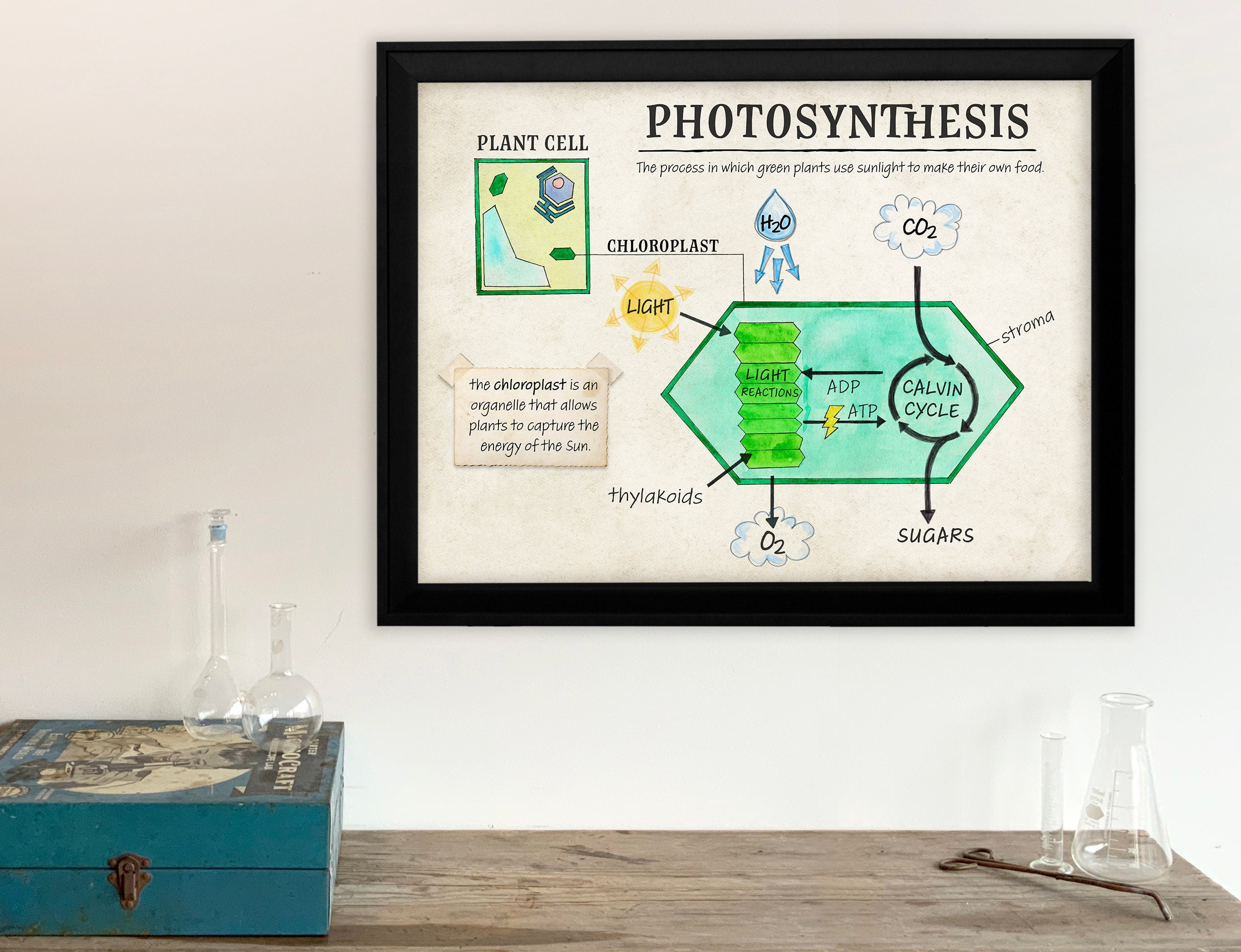 POSTER Photosynthesis Cellular Function Classroom Poster. Fine Art ...