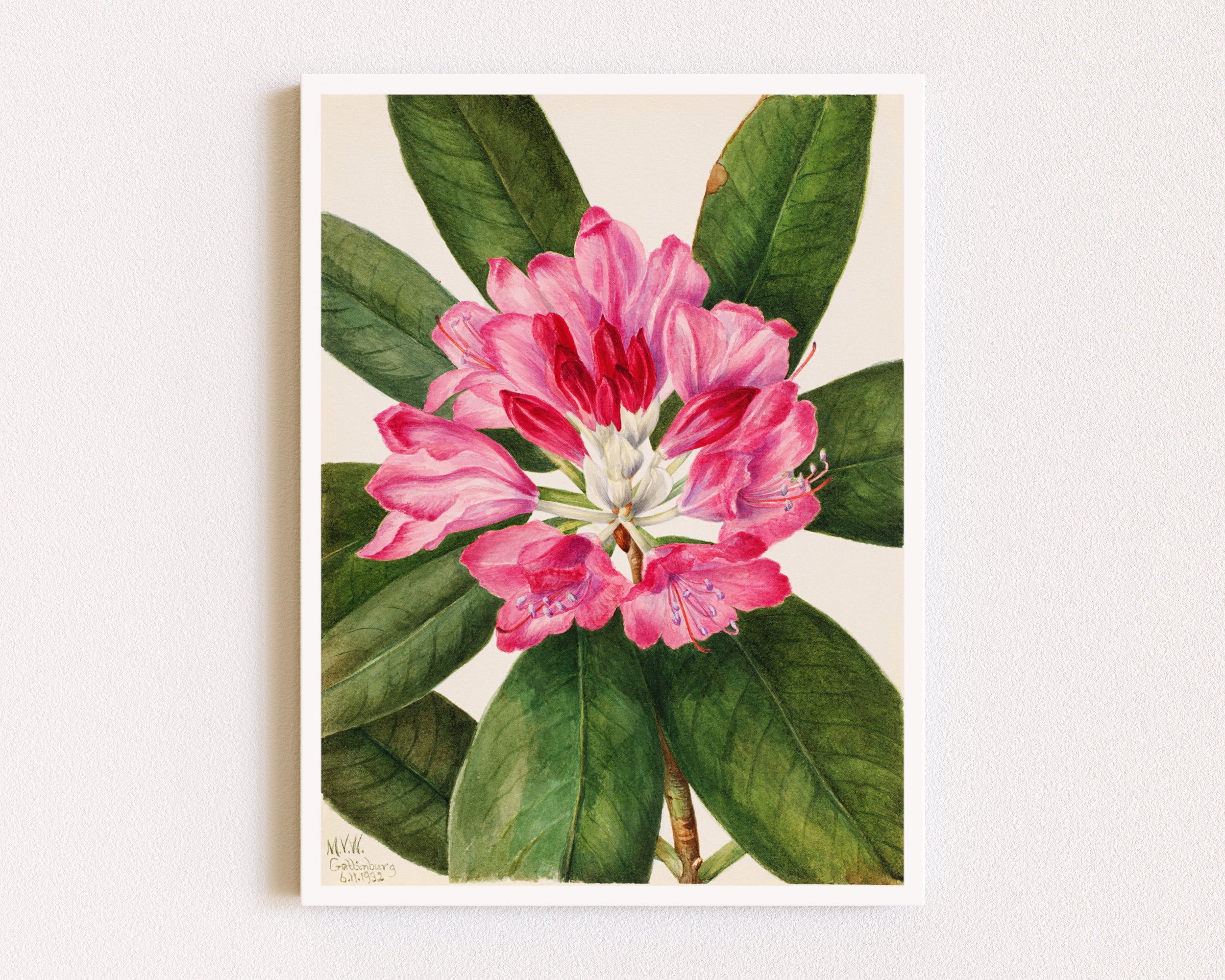 POSTER Pink Rhododendron Art | Watercolor Flower Painting | Botanical ...