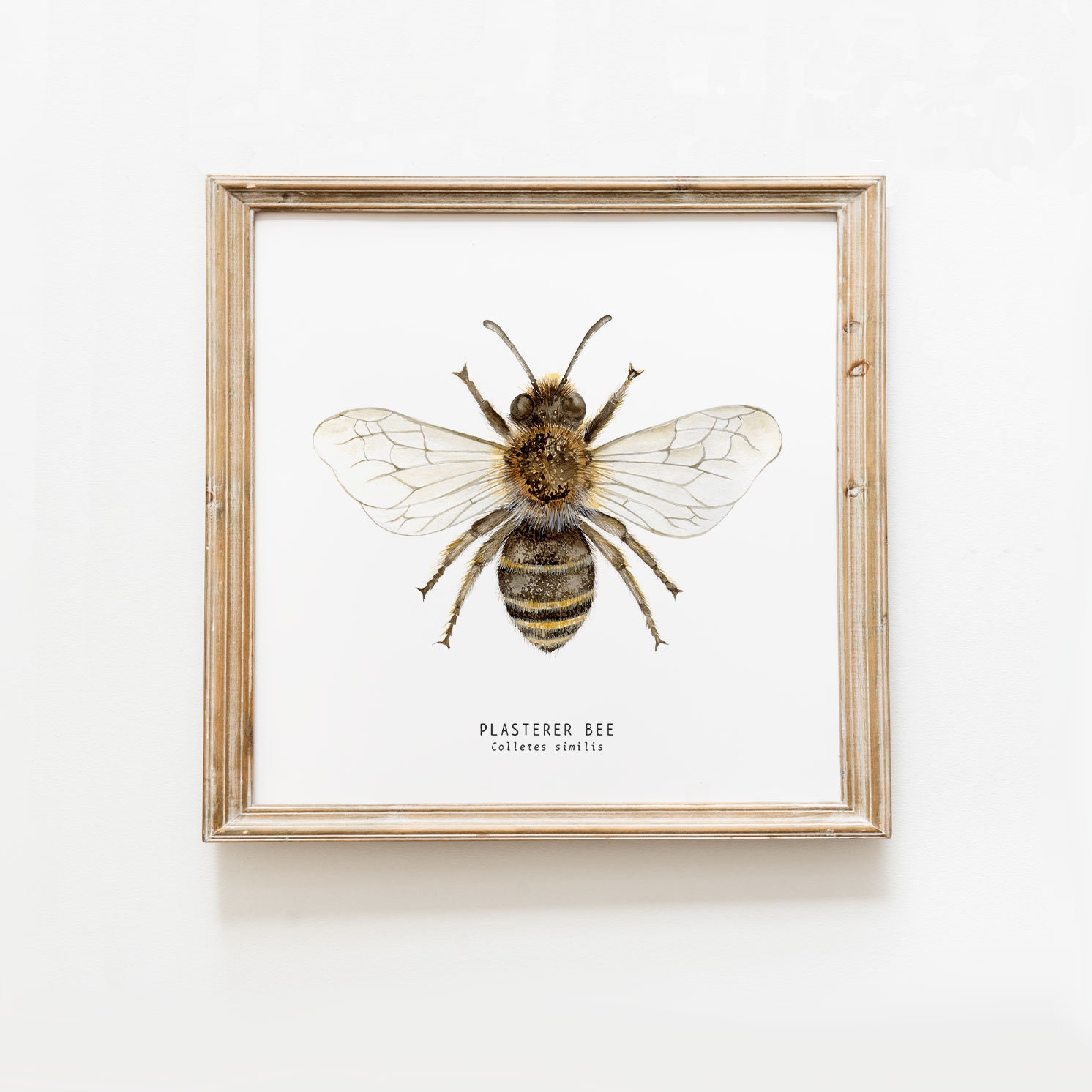 POSTER Plasterer bee art print | Watercolour art | Bees wall art ...