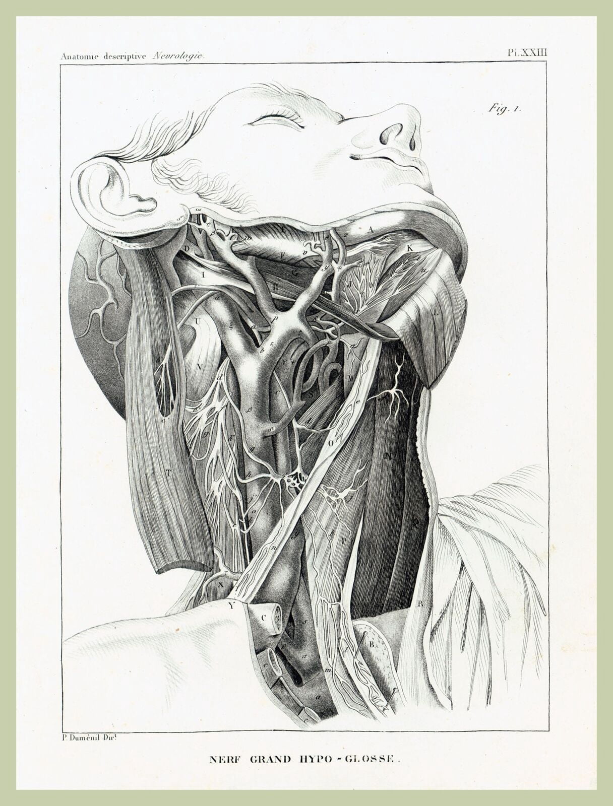 POSTER Poster print.Decorative.Art decoration.Human anatomy neck ...
