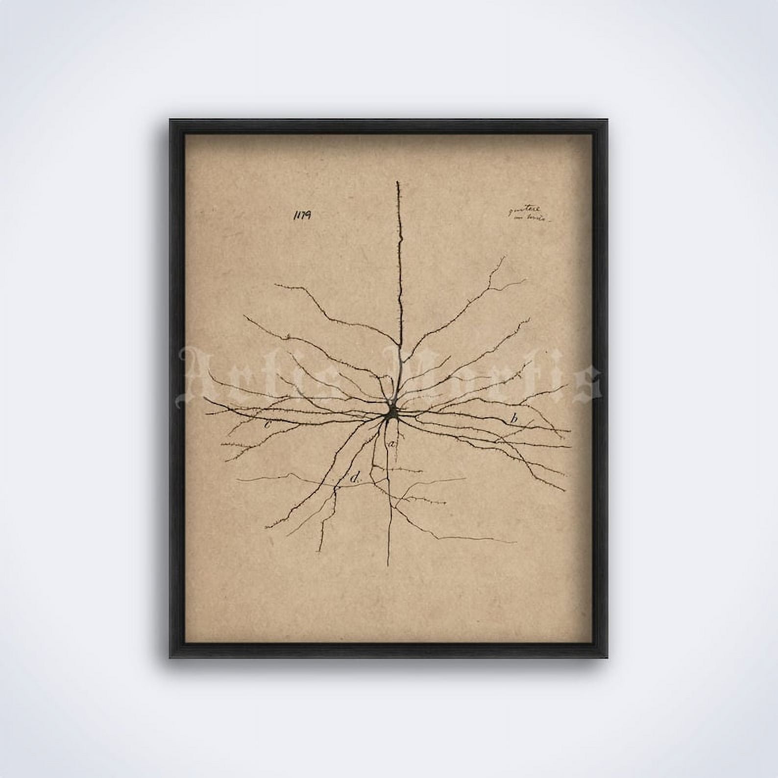 POSTER Pyramidal Neuron, brain cell drawing by Santiago Ramon y Cajal ...