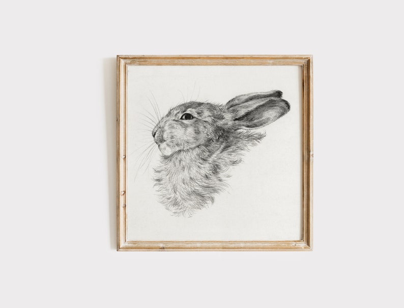 POSTER Rabbit Sketch Vintage Bunny Drawing Square Wall Art Pet Portrait ...
