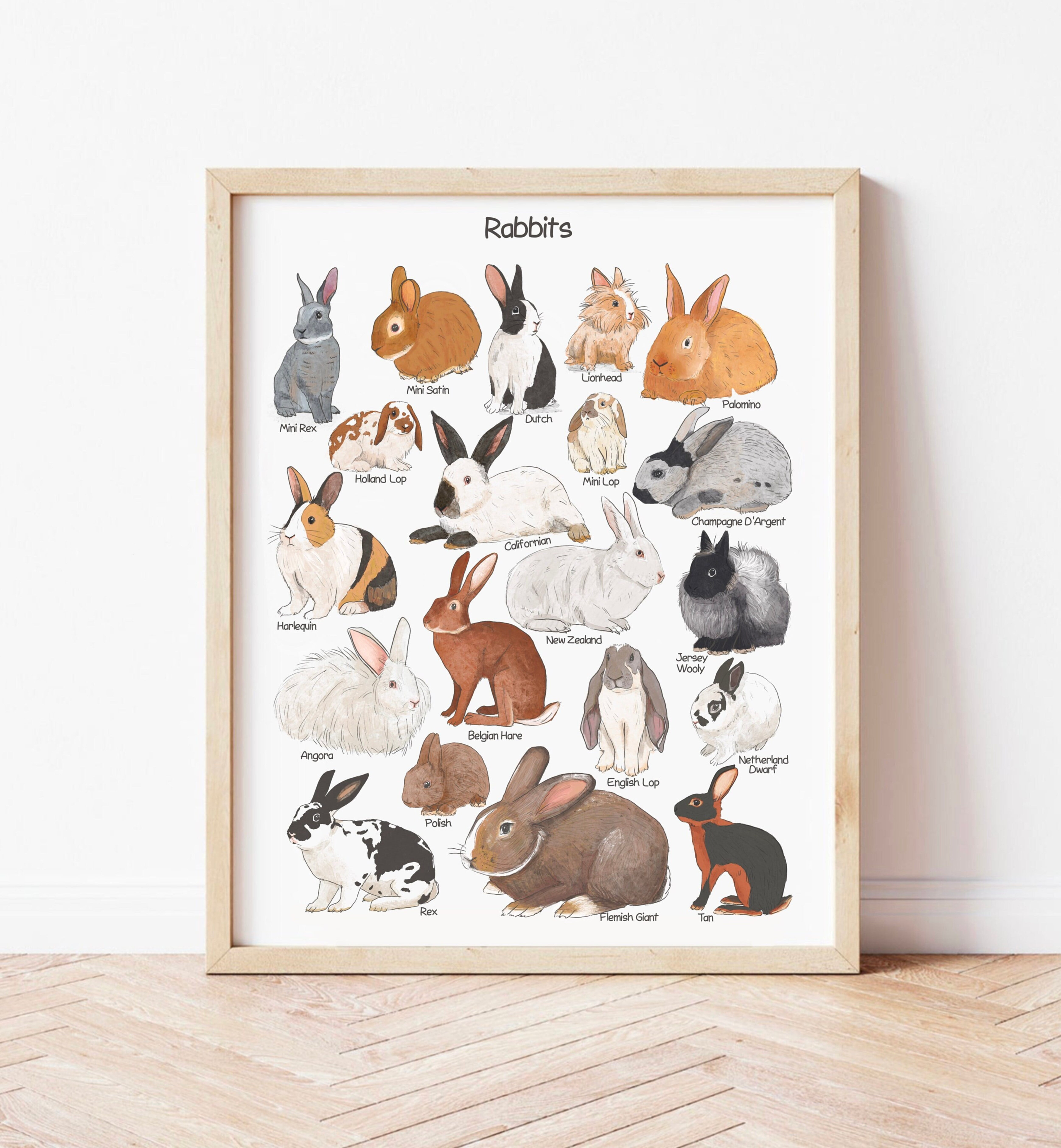 POSTER Rabbits Poster Educational Homeschool Decor Bunnies Breeds ...