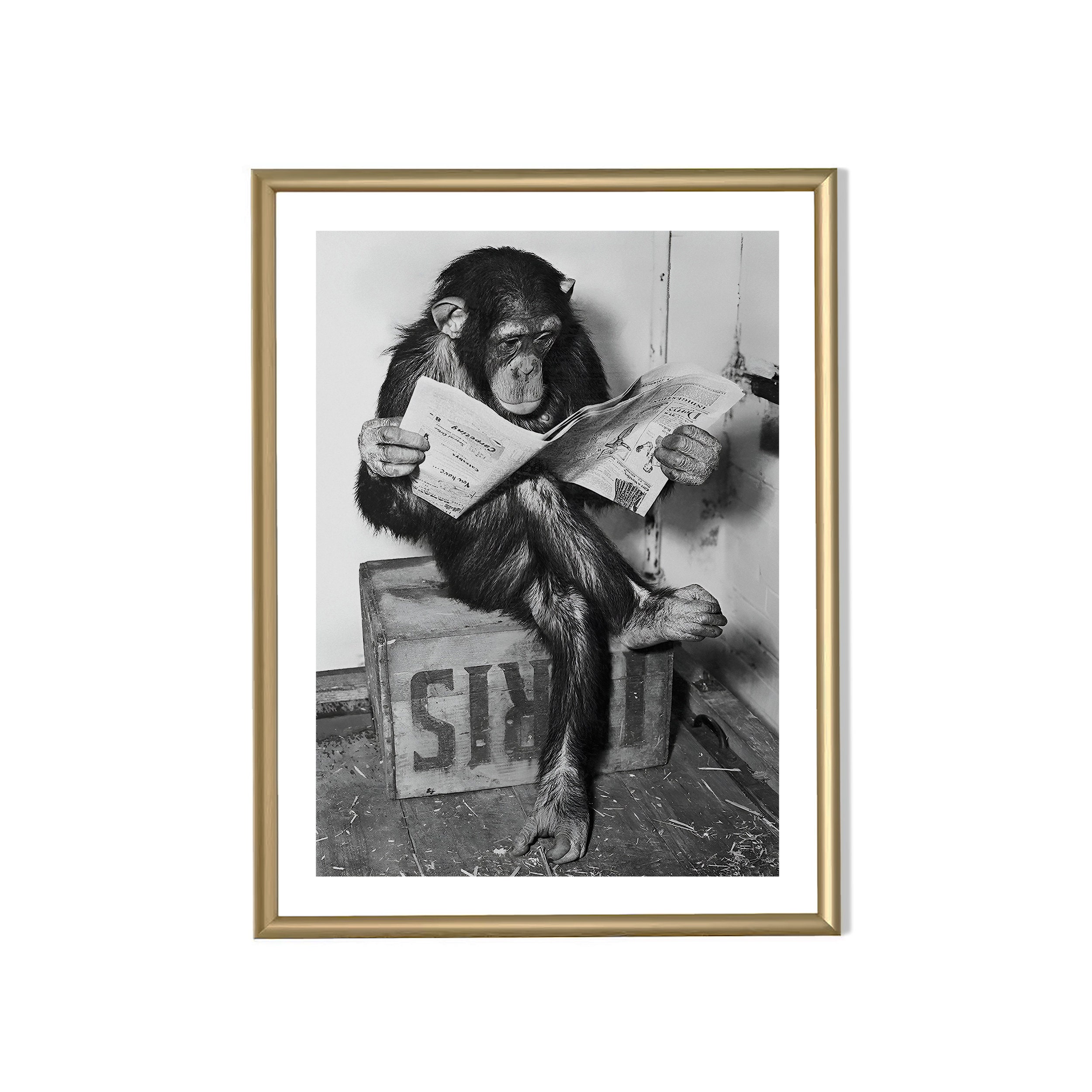 POSTER Reading Chimpanzee, Funny Wall Art, Humour, Black And White ...