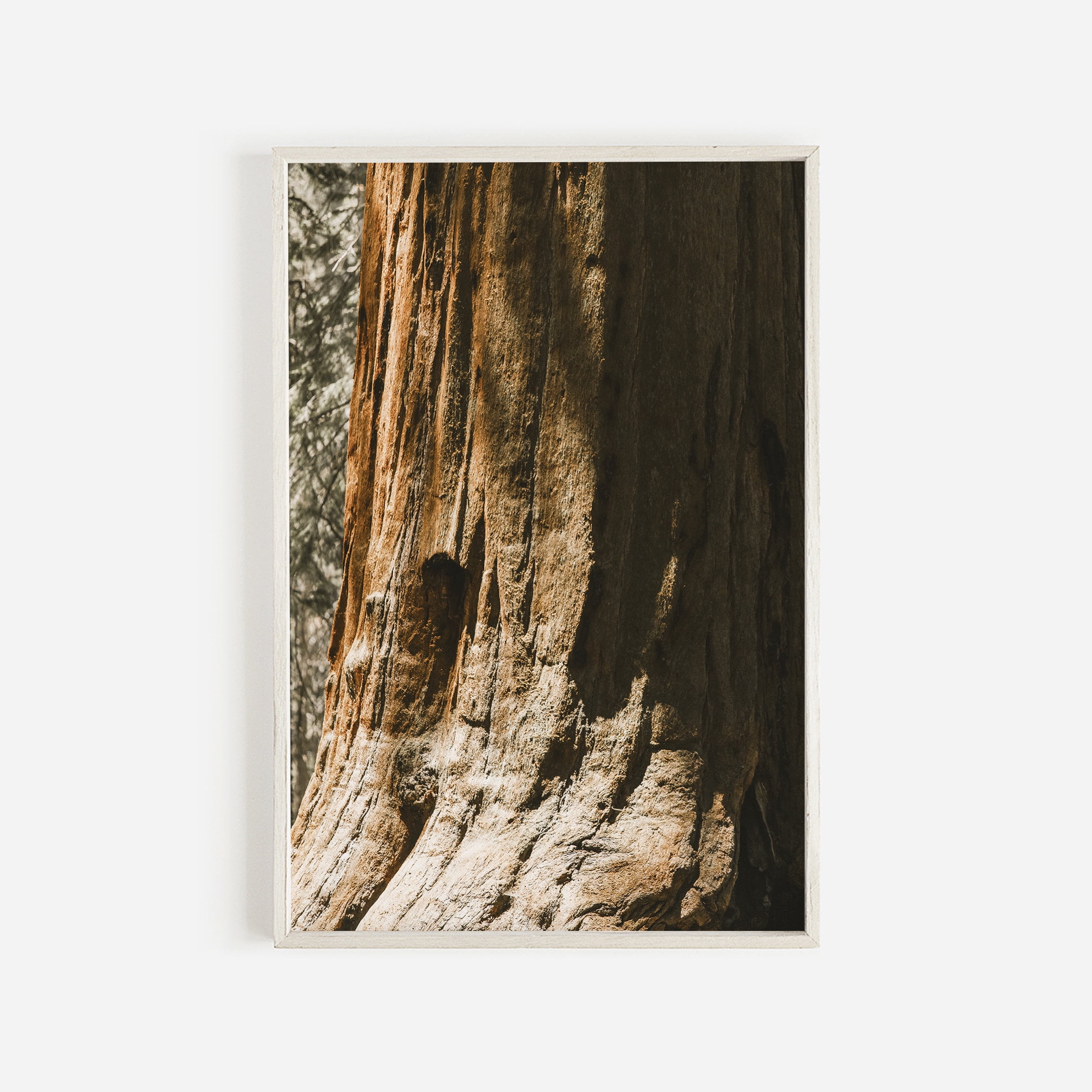 POSTER Redwood Tree Photo, California Redwoods, Nature Prints, Rustic ...